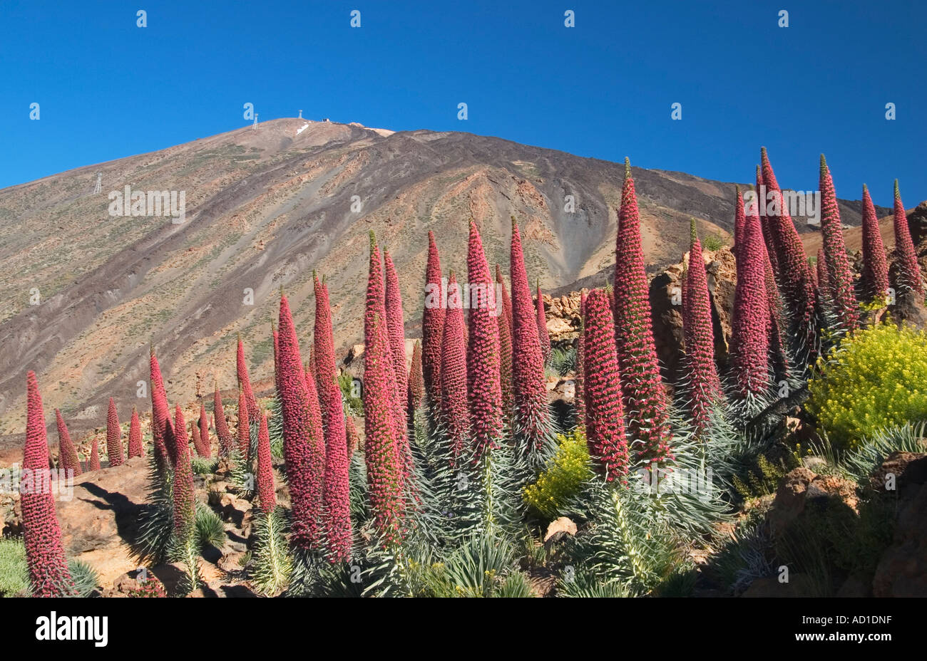 Flowering Echium Wildpretii (Tajinaste rojo), Parque nacional del Teide ...