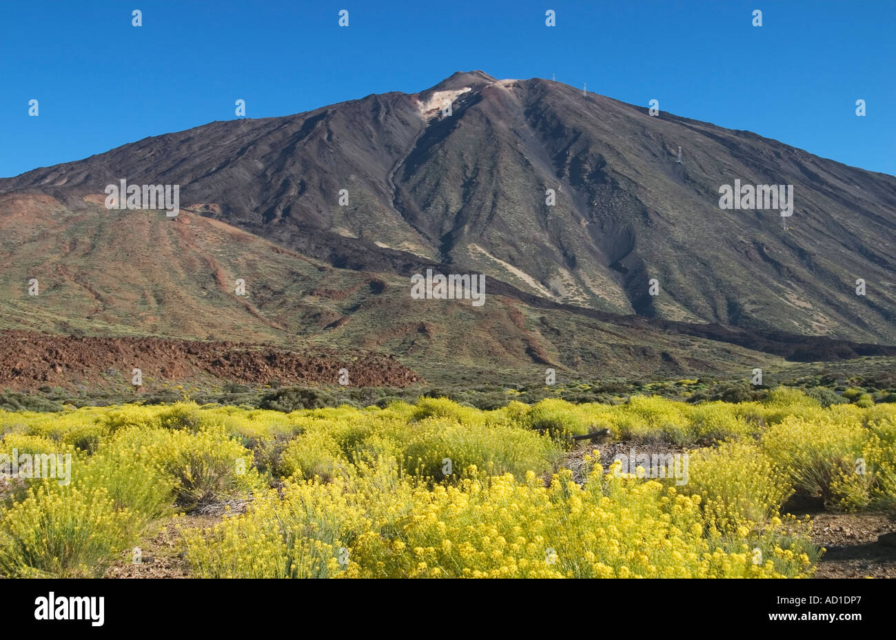 'Retama del Teide' in flower beneath El Teide, Parque nacional del ...