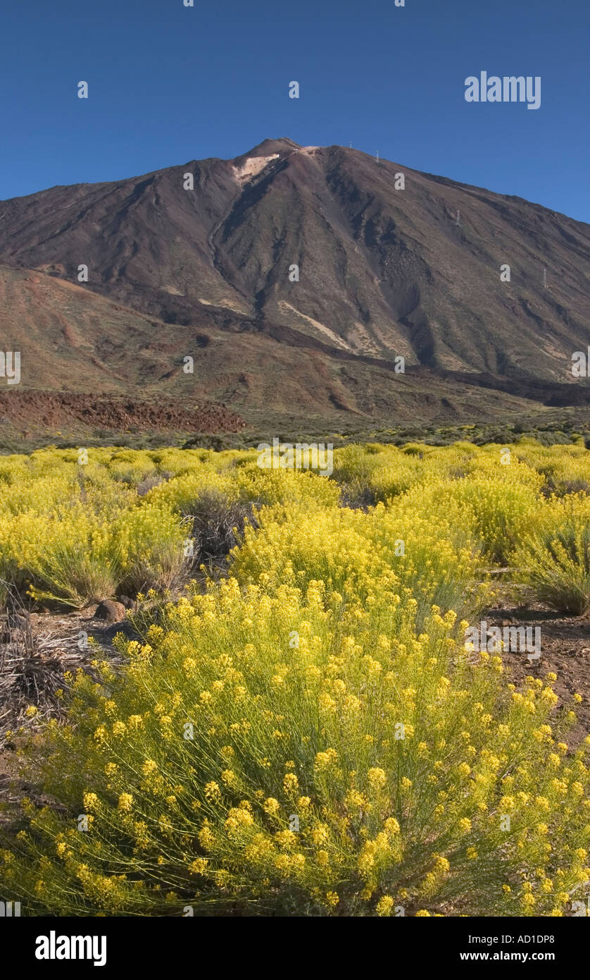 Spartocytisus supranubius hi-res stock photography and images - Alamy