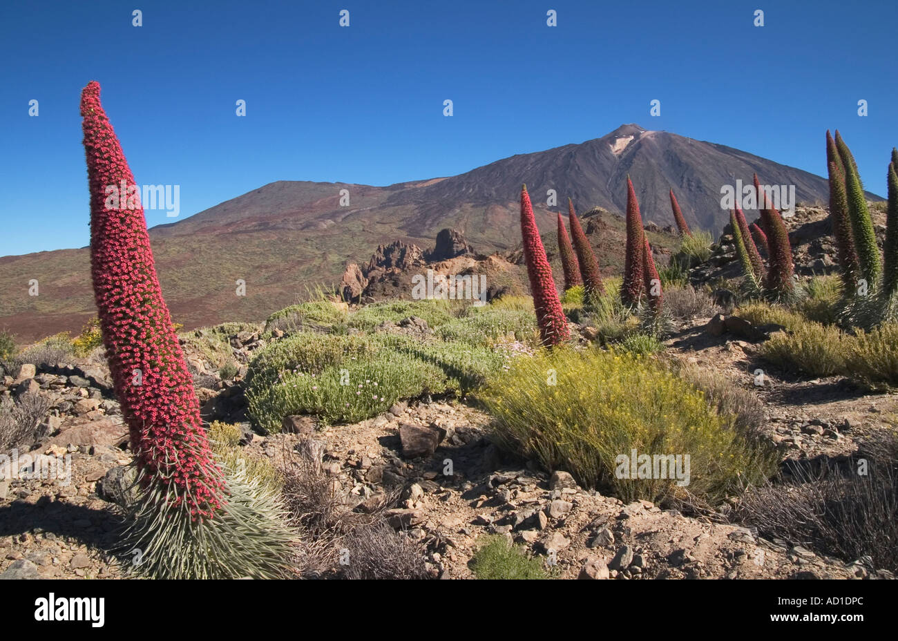 Flowering Echium Wildpretii (Tajinaste rojo), Parque nacional del Teide ...