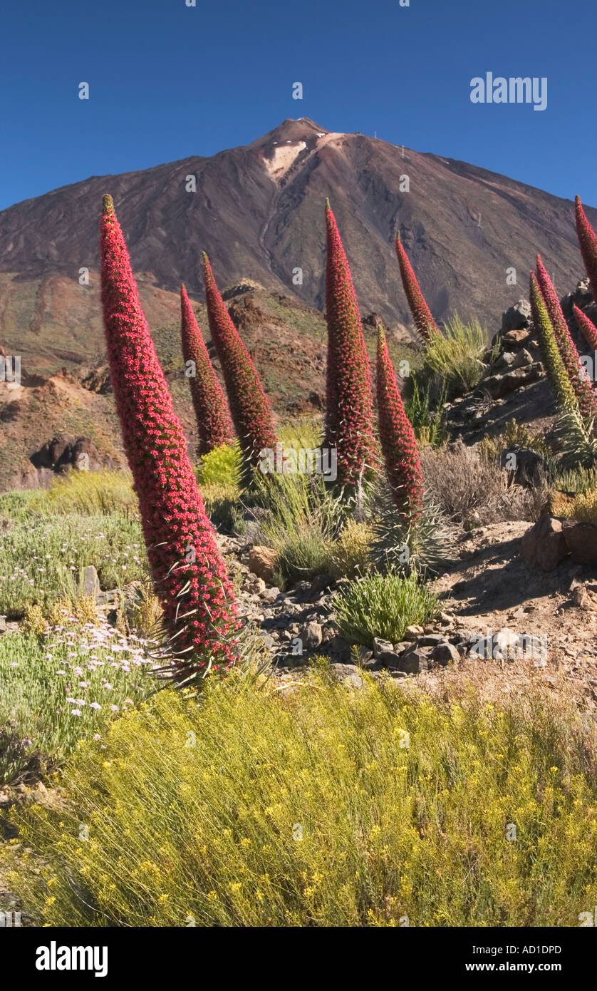 Tajinaste Flora Teide Tenerife High Resolution Stock Photography and ...