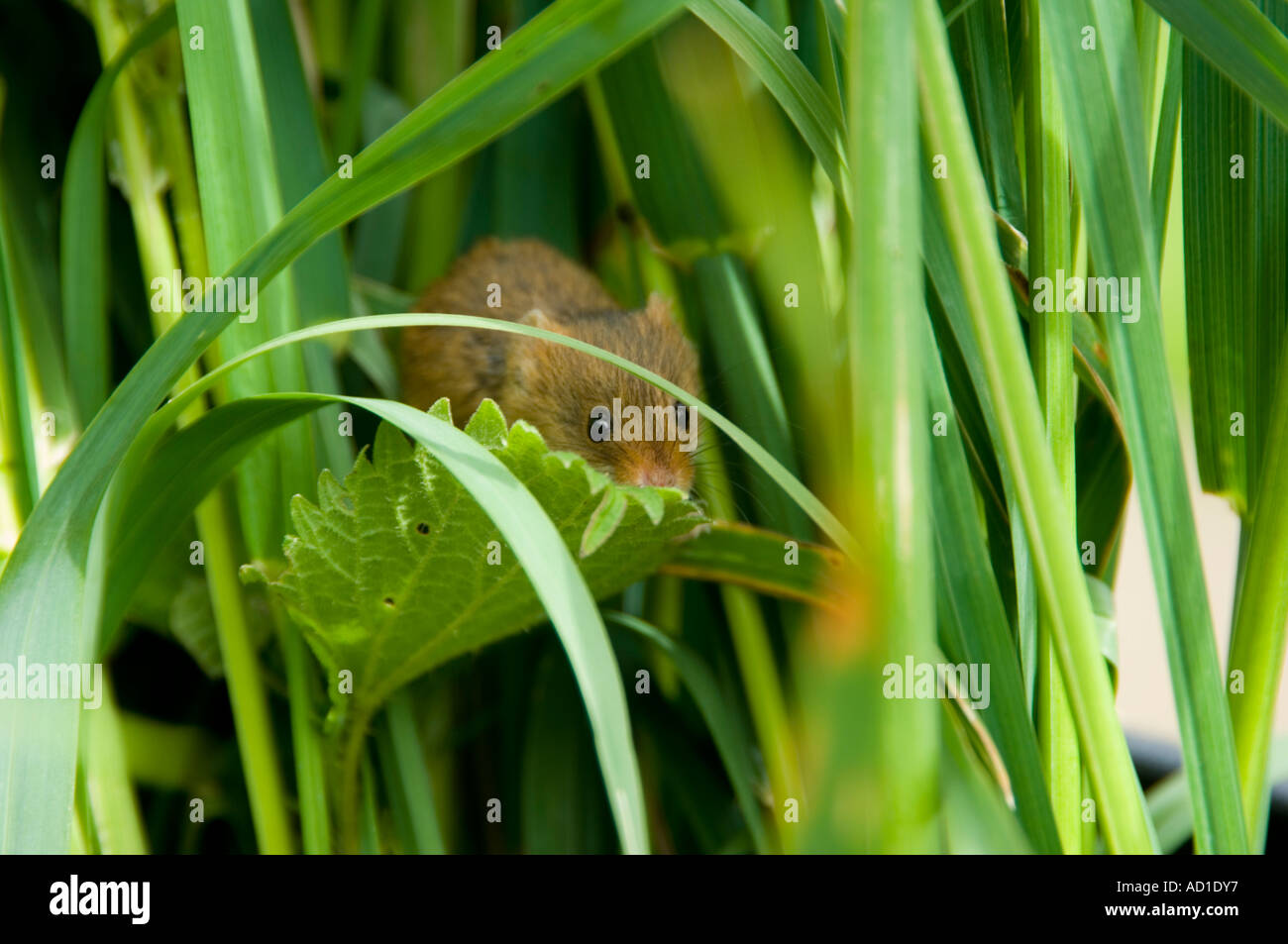 Harvest mouse uk summer hi-res stock photography and images - Alamy