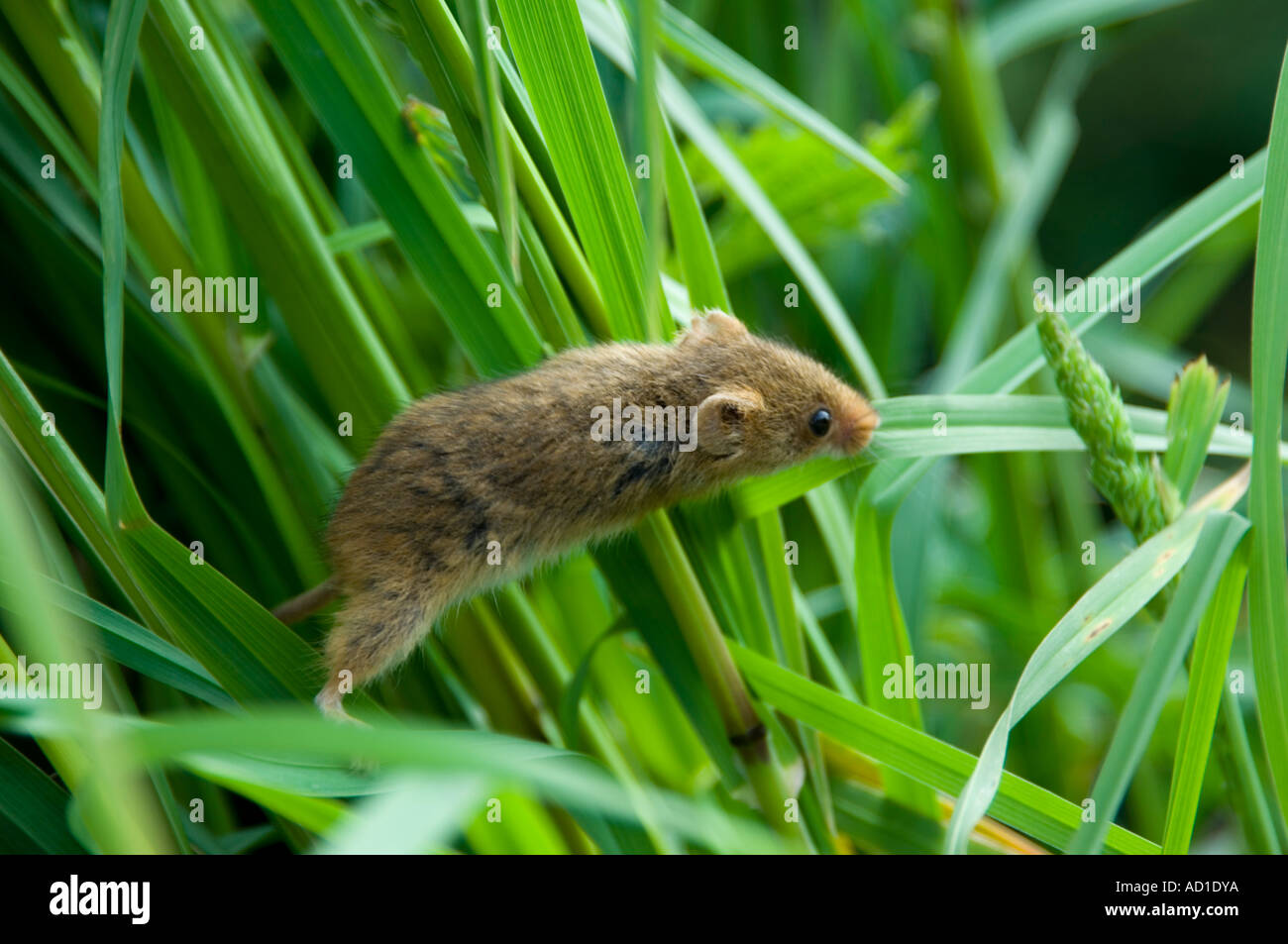 Cheeky harvest mouse hi-res stock photography and images - Alamy