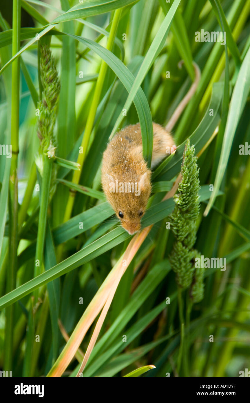 Harvest Mouse (Micromys minutus) climbing grass stem Stock Photo - Alamy