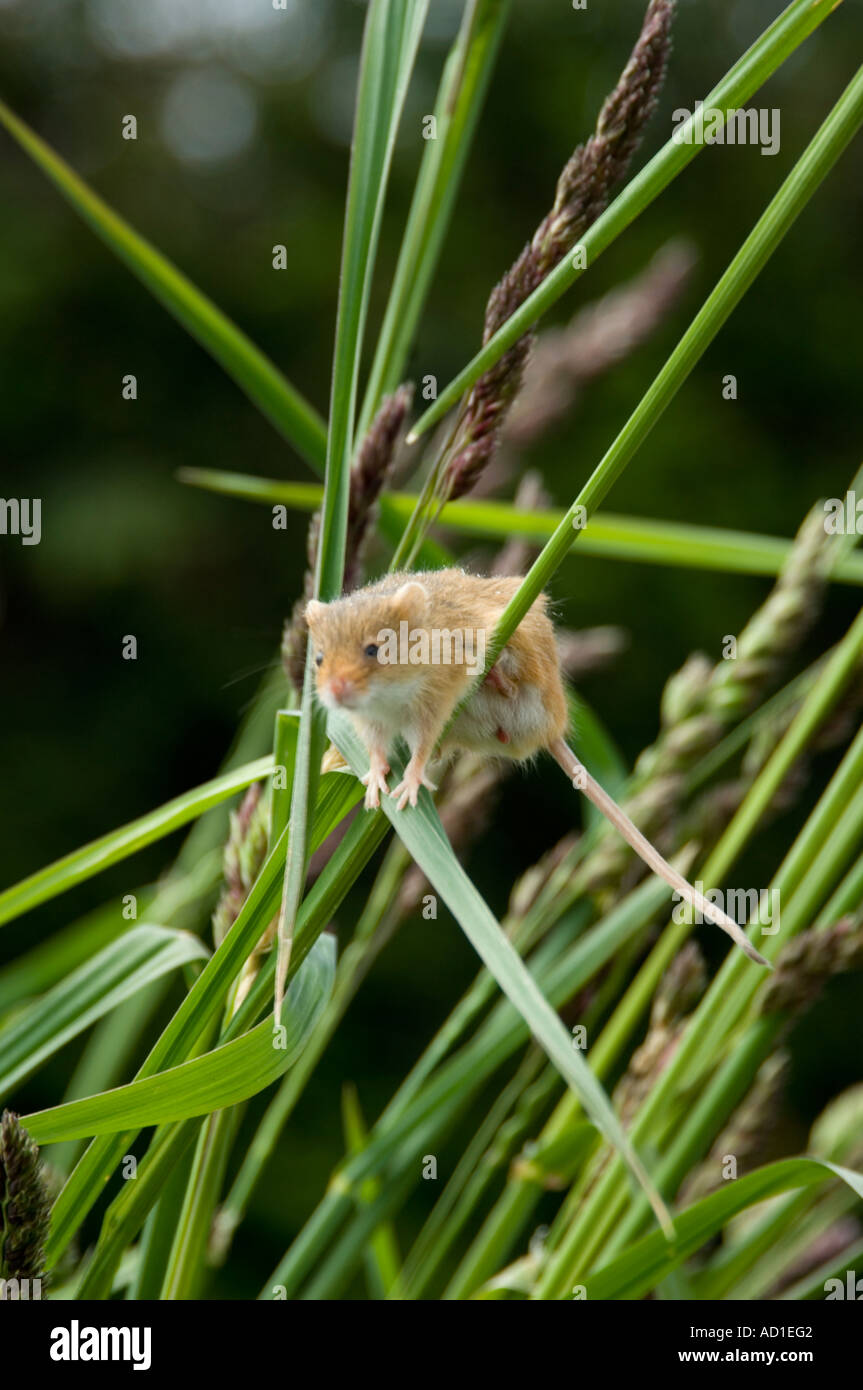 Harvest Mouse (Micromys minutus) climbing grass stem Stock Photo - Alamy