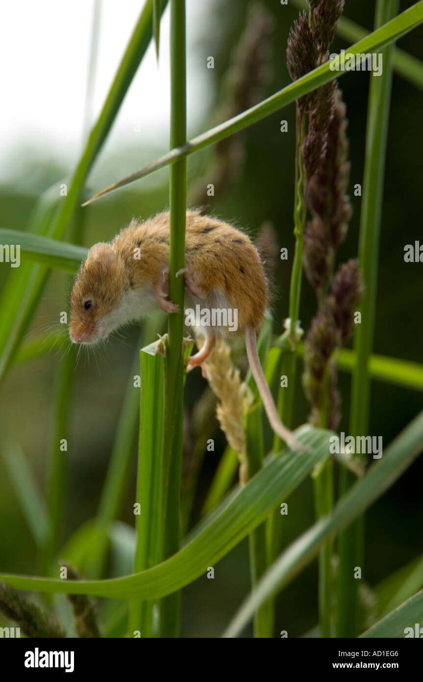 Harvest Mouse (Micromys minutus) climbing grass stem Stock Photo - Alamy