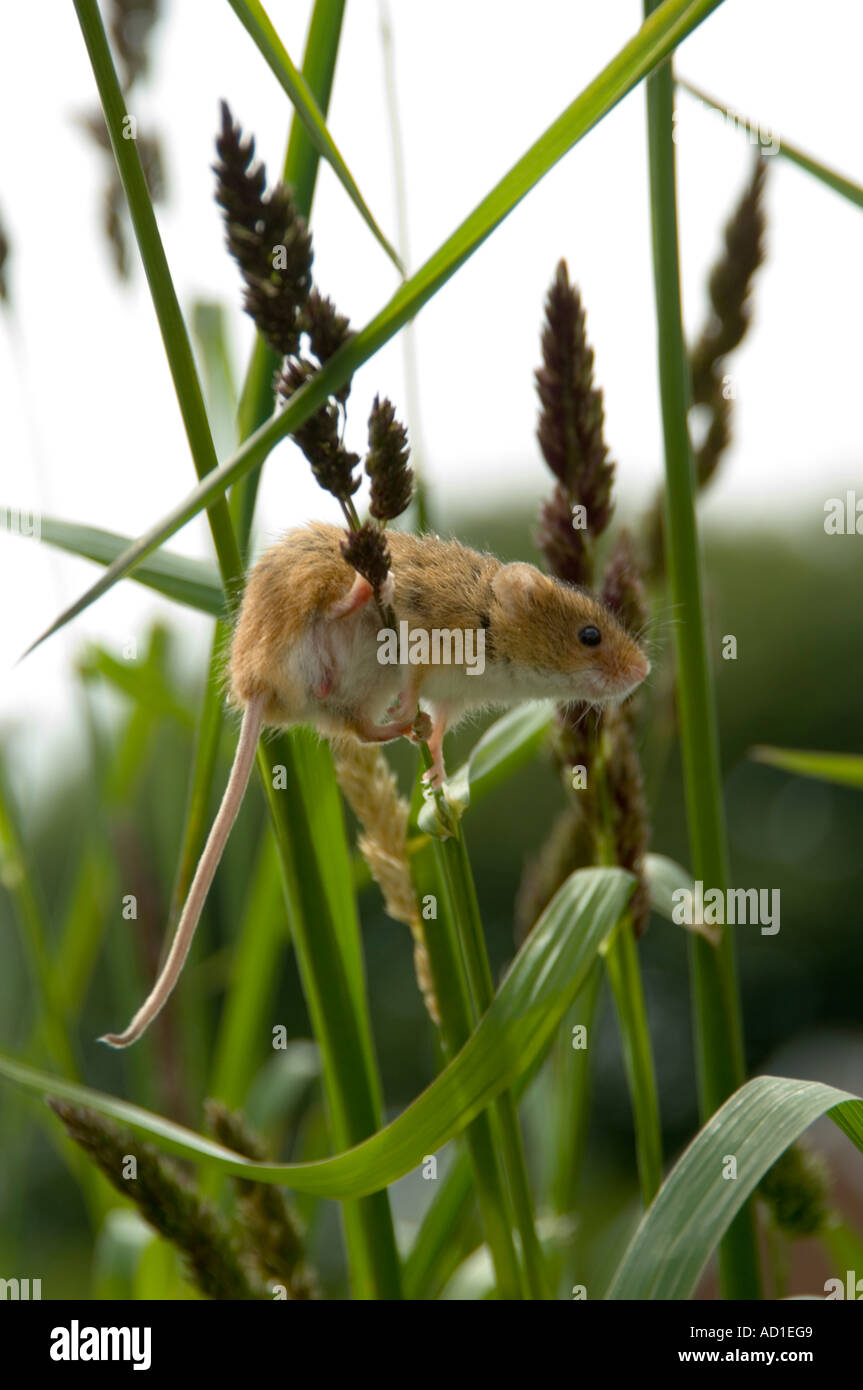 Harvest Mouse (Micromys minutus) climbing grass stem Stock Photo - Alamy