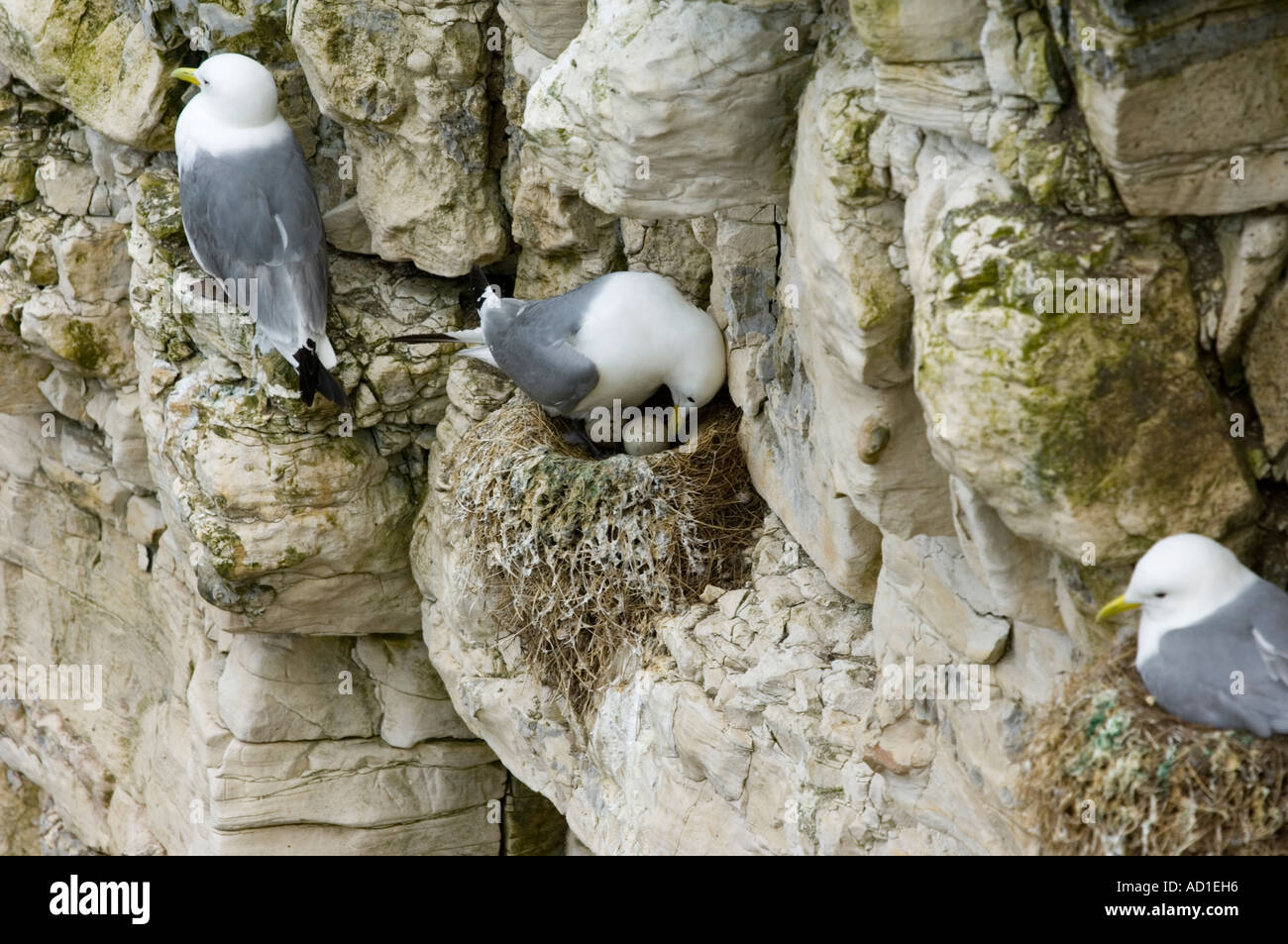 Kittiwake nest egg hi-res stock photography and images - Alamy