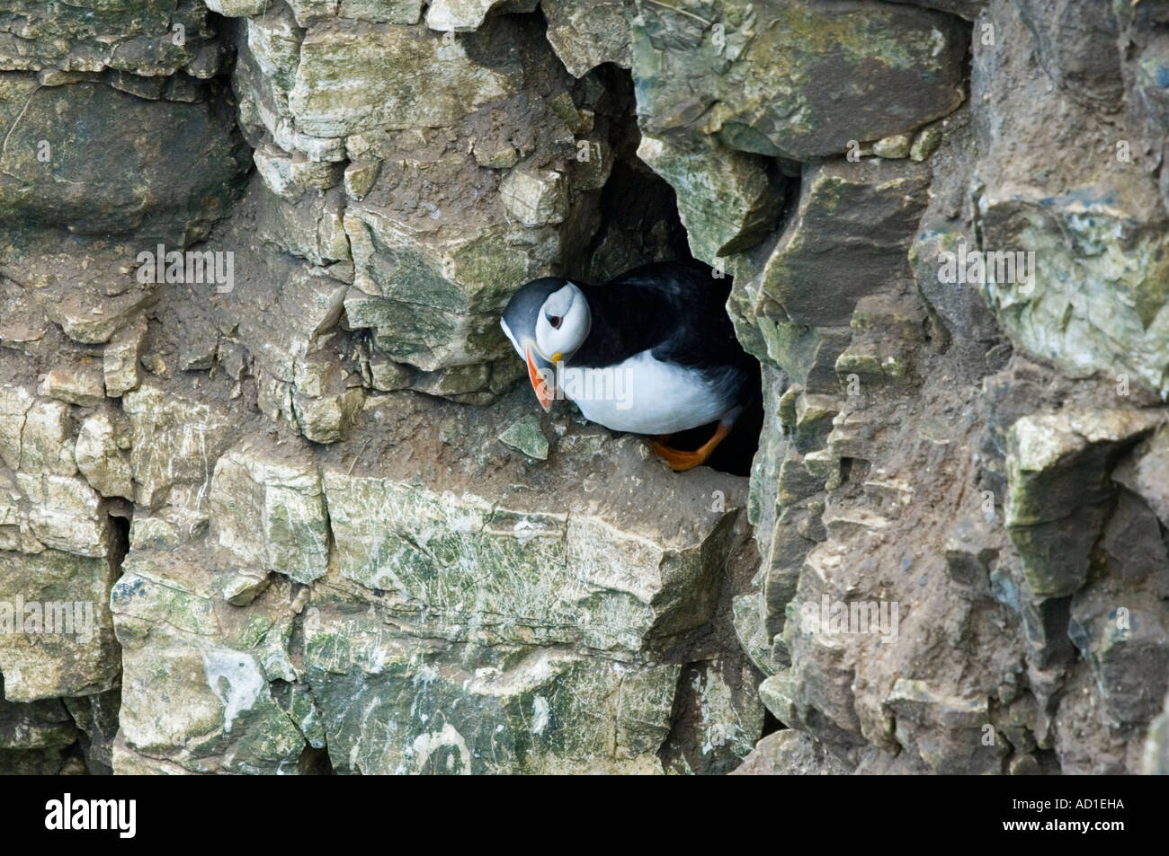 Puffin (fratercula arctica) at the entrance to its burrow on top of the ...