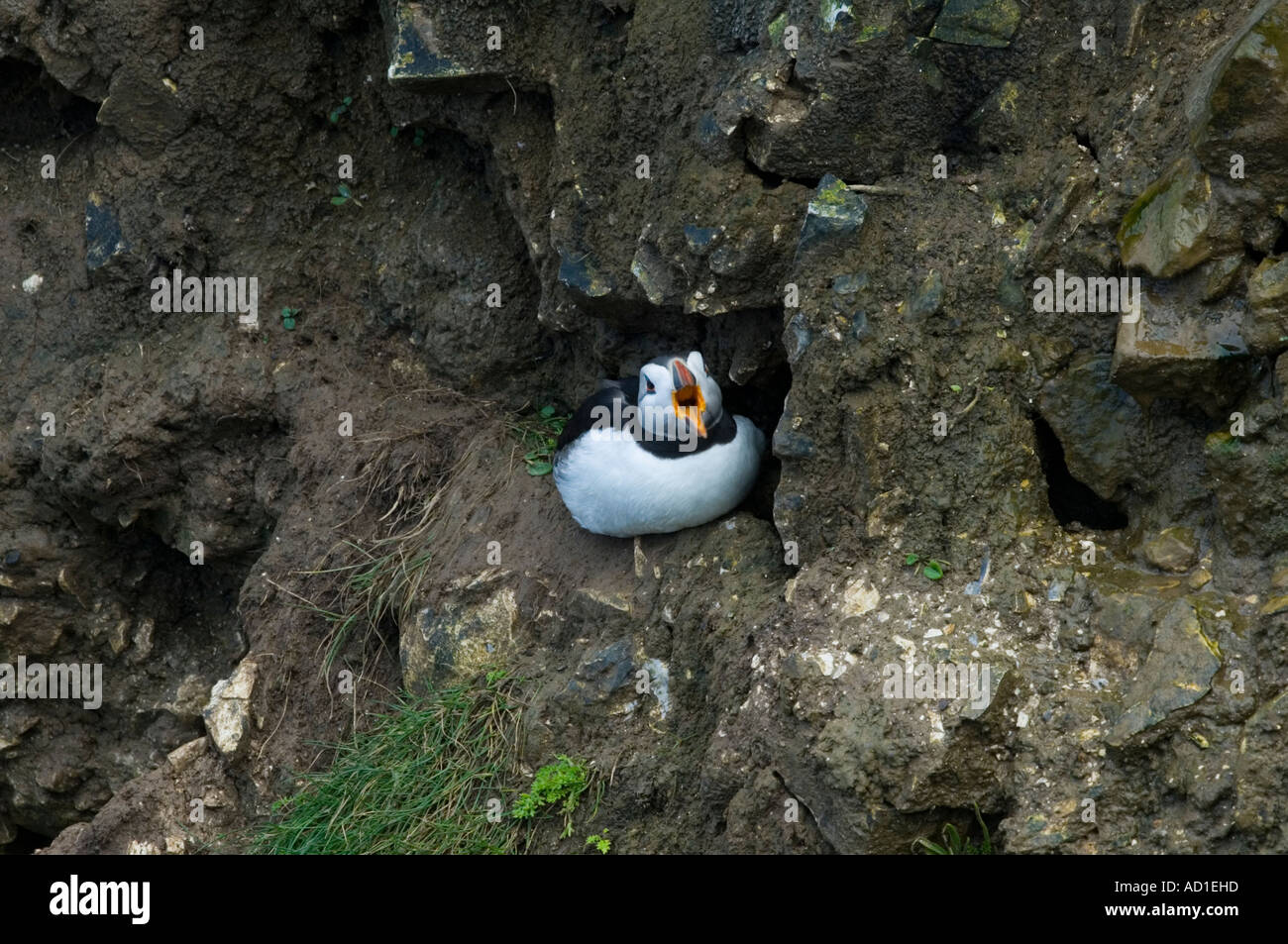 Puffin (fratercula arctica) at the entrance to its burrow on top of the ...