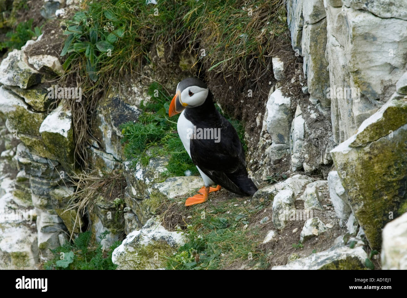 Puffin (fratercula arctica) at the entrance to its burrow on top of the ...