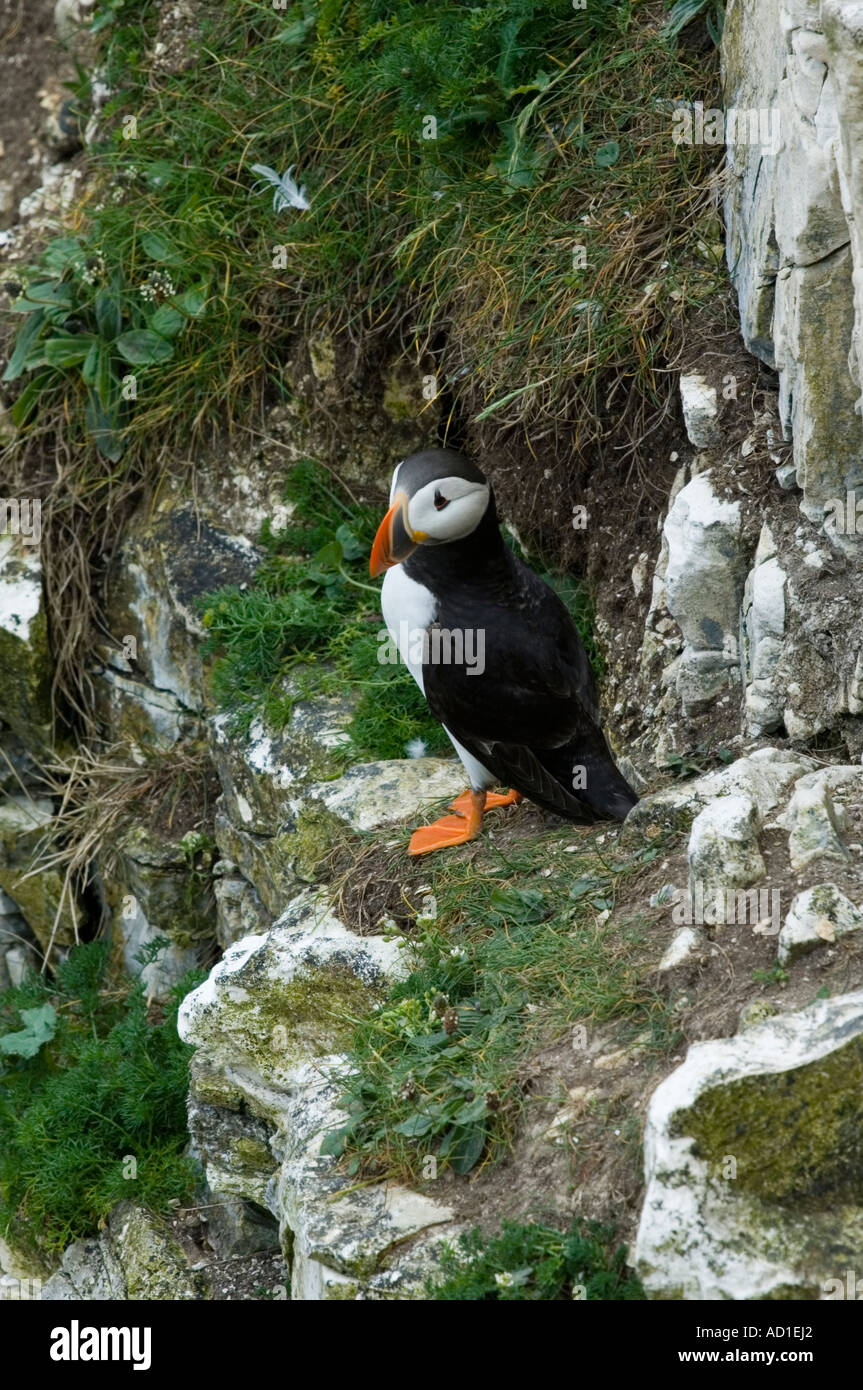 Puffin (fratercula arctica) at the entrance to its burrow on top of the ...