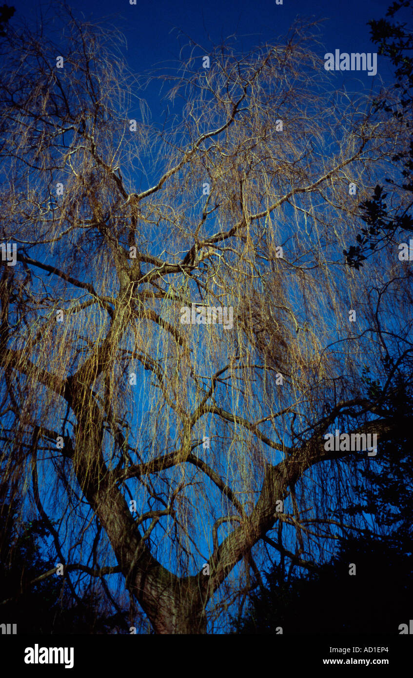 Weeping Willow tree, Royal Victoria Park, Bath Spa, Somerset, UK Stock ...