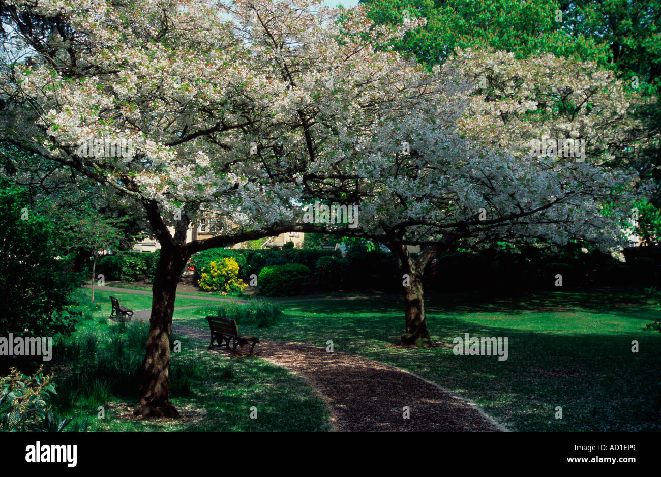 White spring blossom in Henrietta Park, Bath Spa, Somerset, UK Stock ...