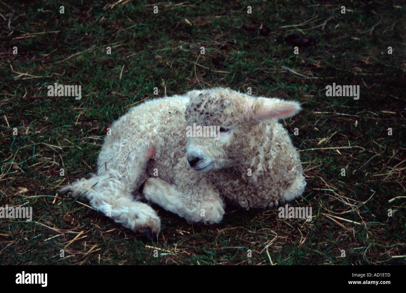 Lamb sitting on grass field, Kew Gardens, Surrey, UK Stock Photo - Alamy