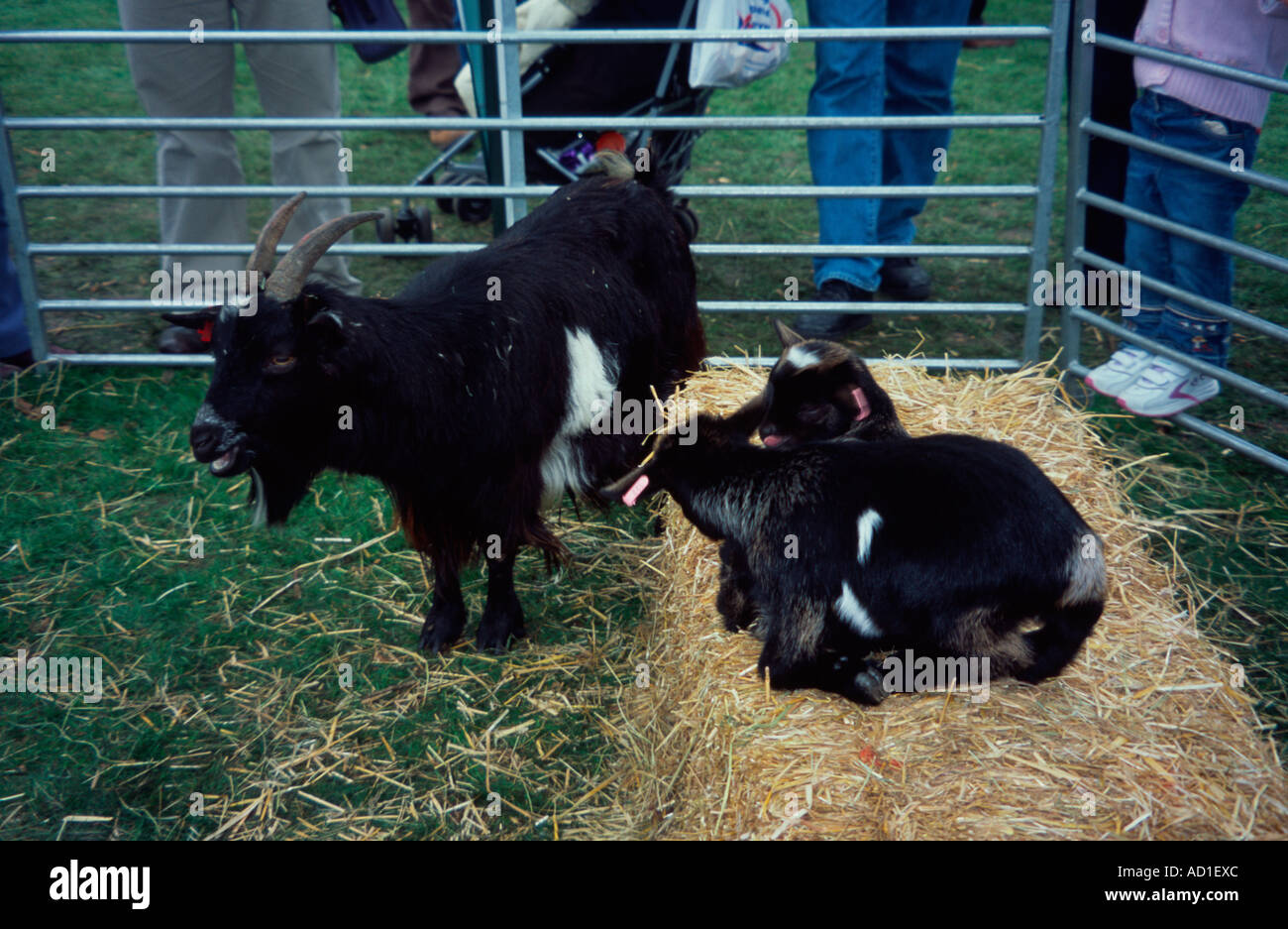 Kids (baby goats) in an enclosure Kew Gardens, Surrey, UK Stock Photo ...