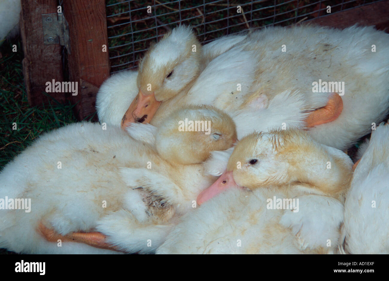 Sleeping ducklings at Kew Gardens, Surrey, UK Stock Photo - Alamy