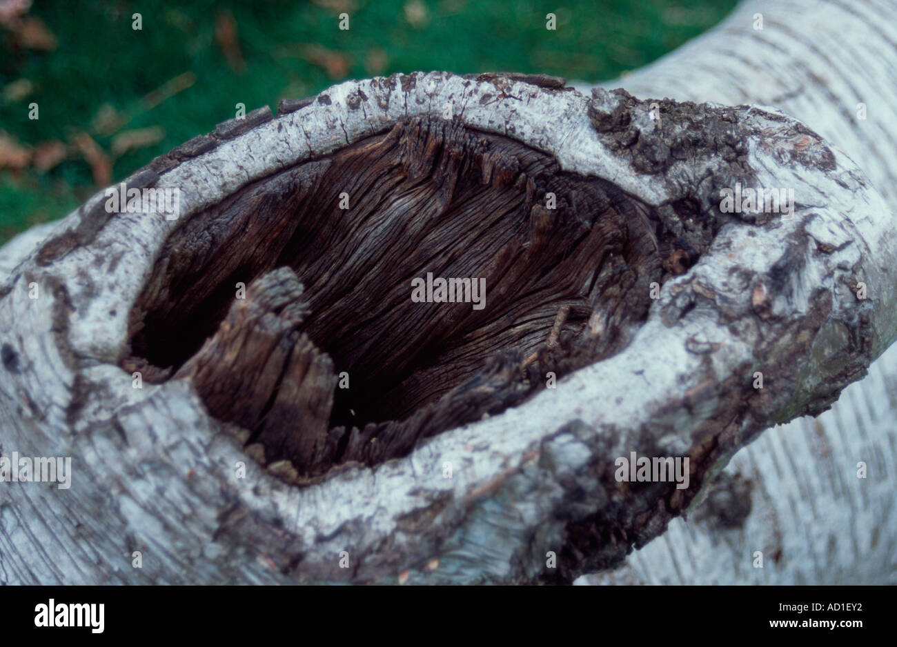 Hazel tree bark hi-res stock photography and images - Alamy
