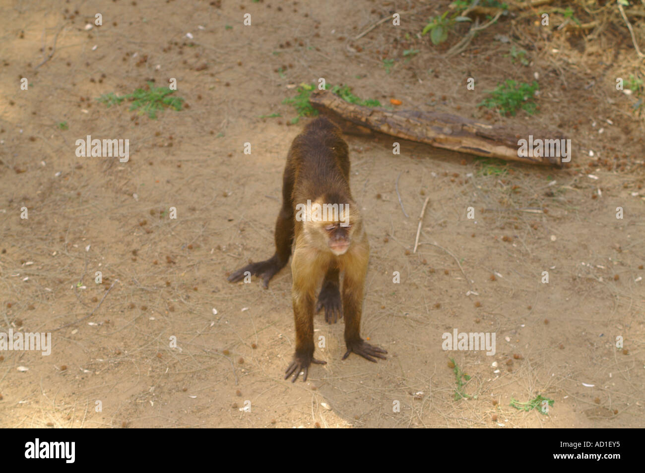 Weeper capuchin monkey hi-res stock photography and images - Alamy