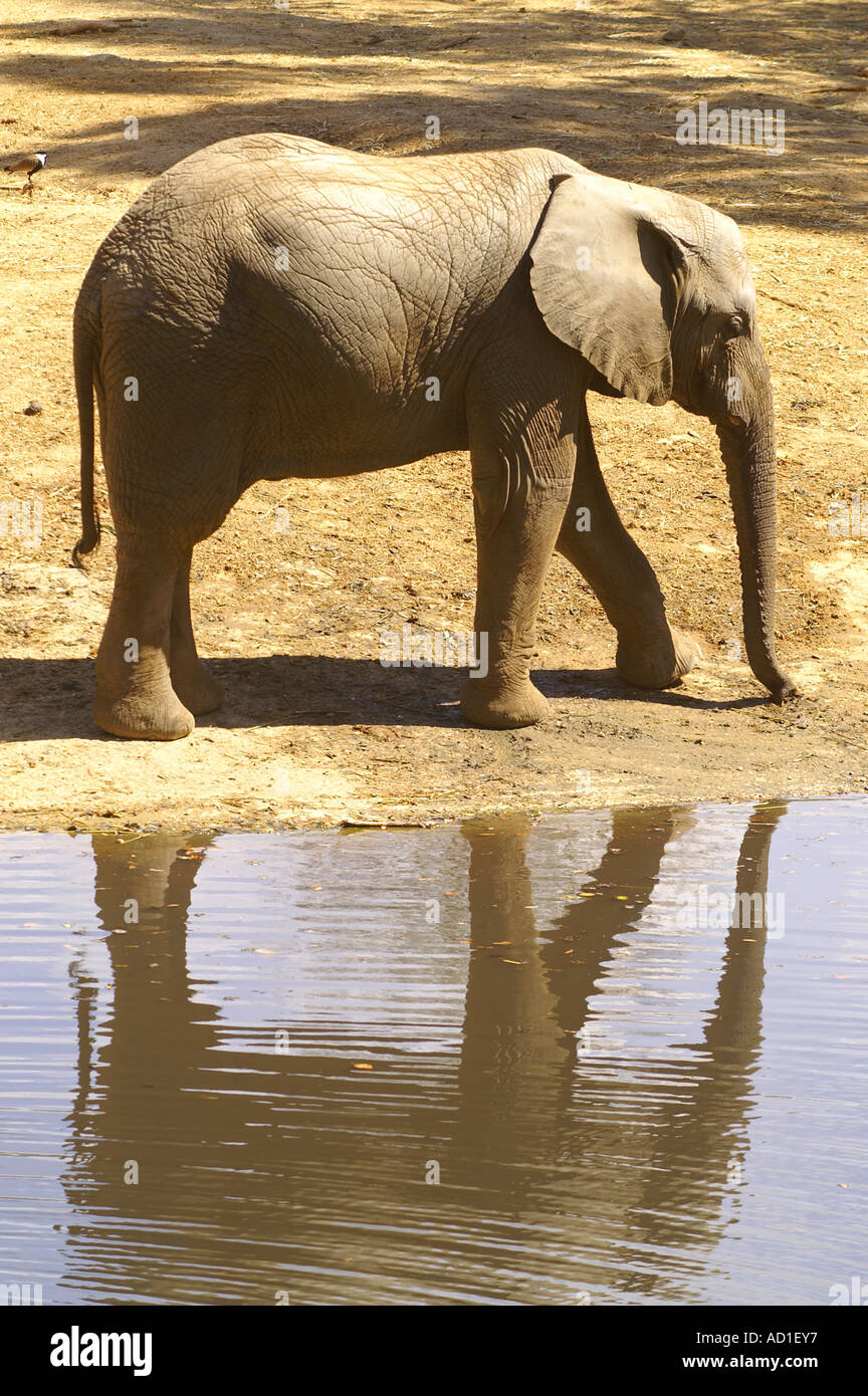 close up side view of an African elephant Stock Photo - Alamy