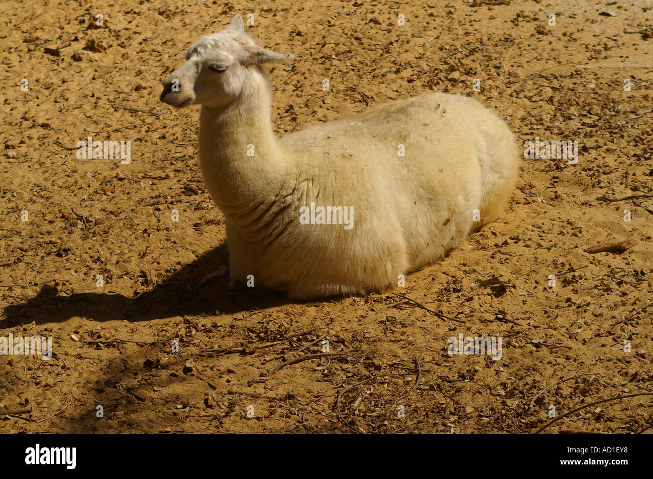 Guanco Lama guanaco a close relative of the Llama Stock Photo - Alamy