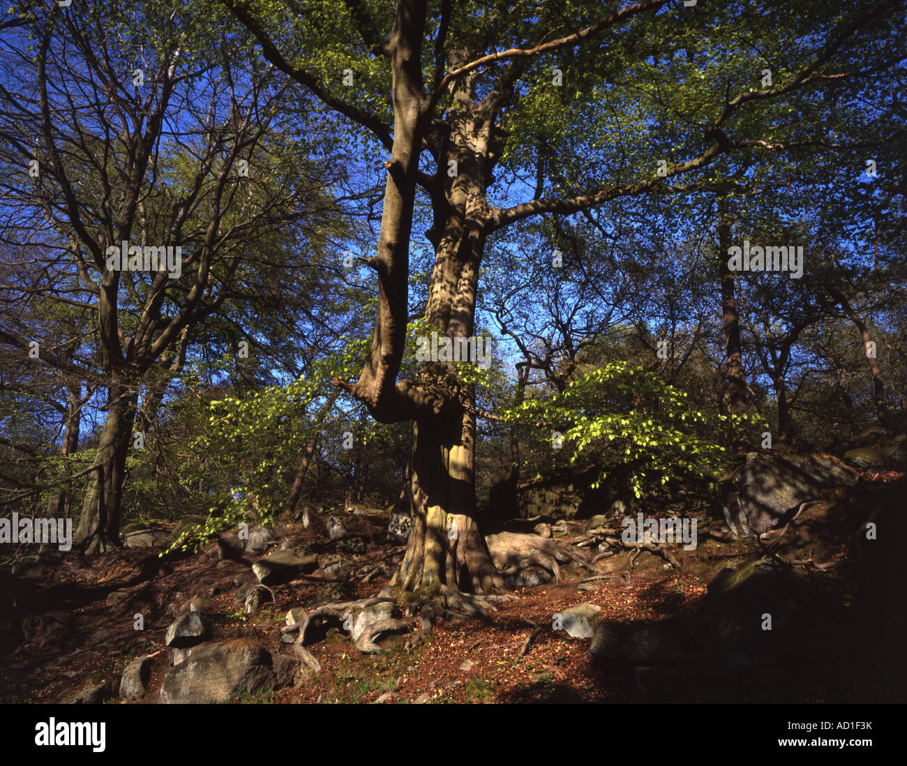 Beech Trees coming into leaf in spring Padley Wood Padley Gorge ...