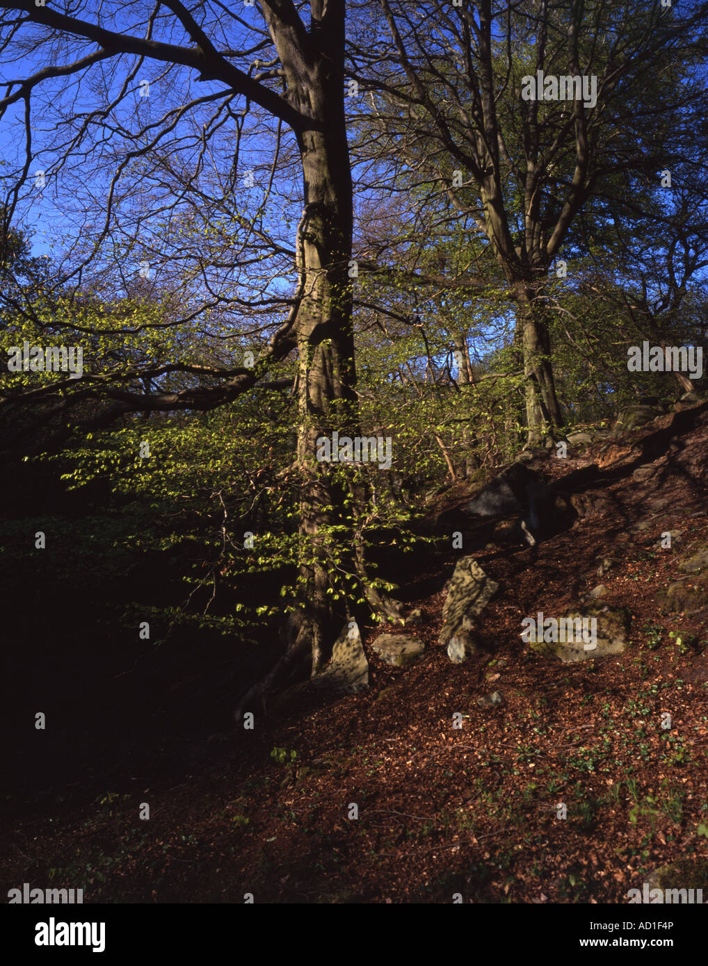 Padley gorge trail hi-res stock photography and images - Alamy