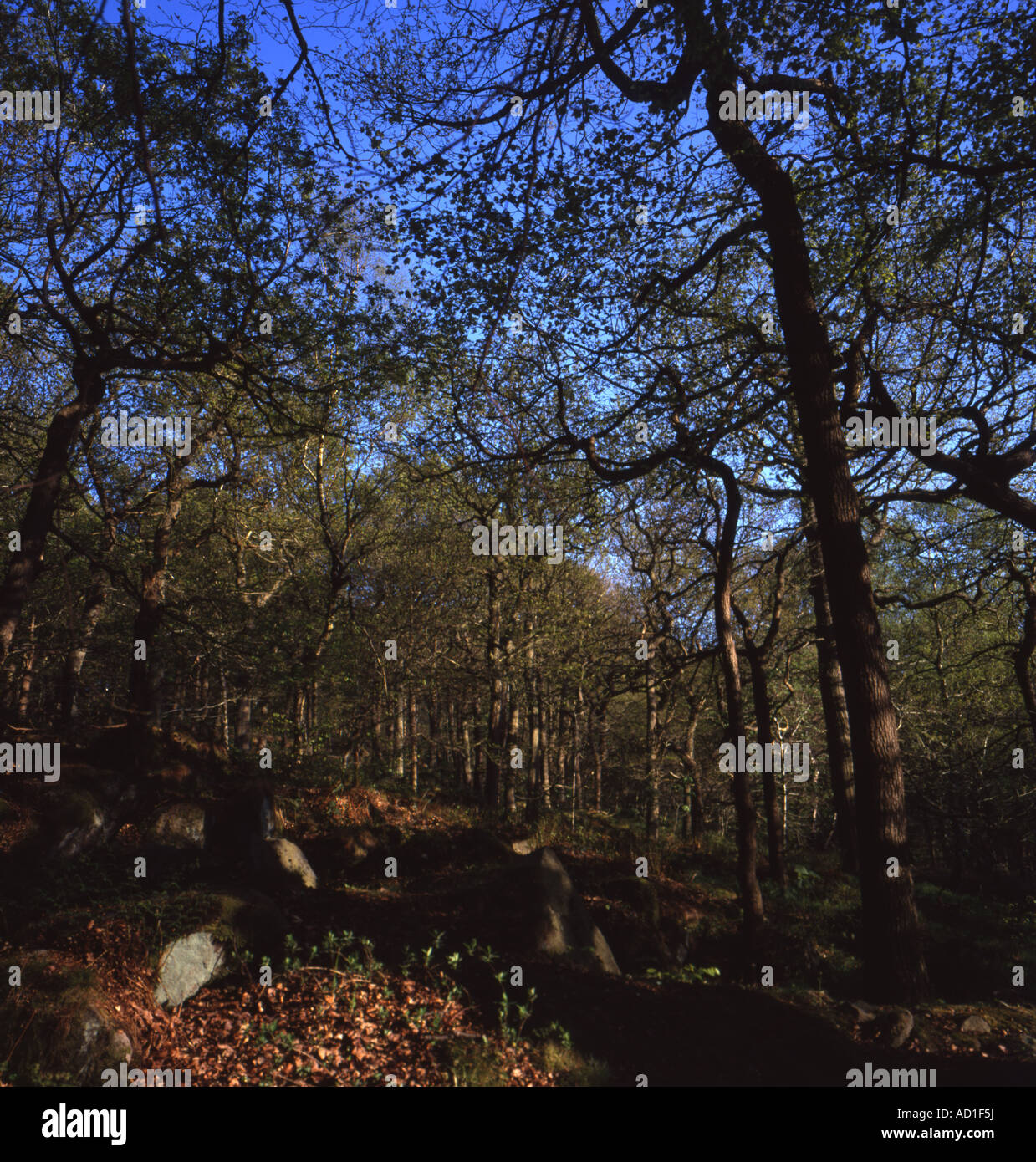 Oak trees forest english spring hi-res stock photography and images - Alamy