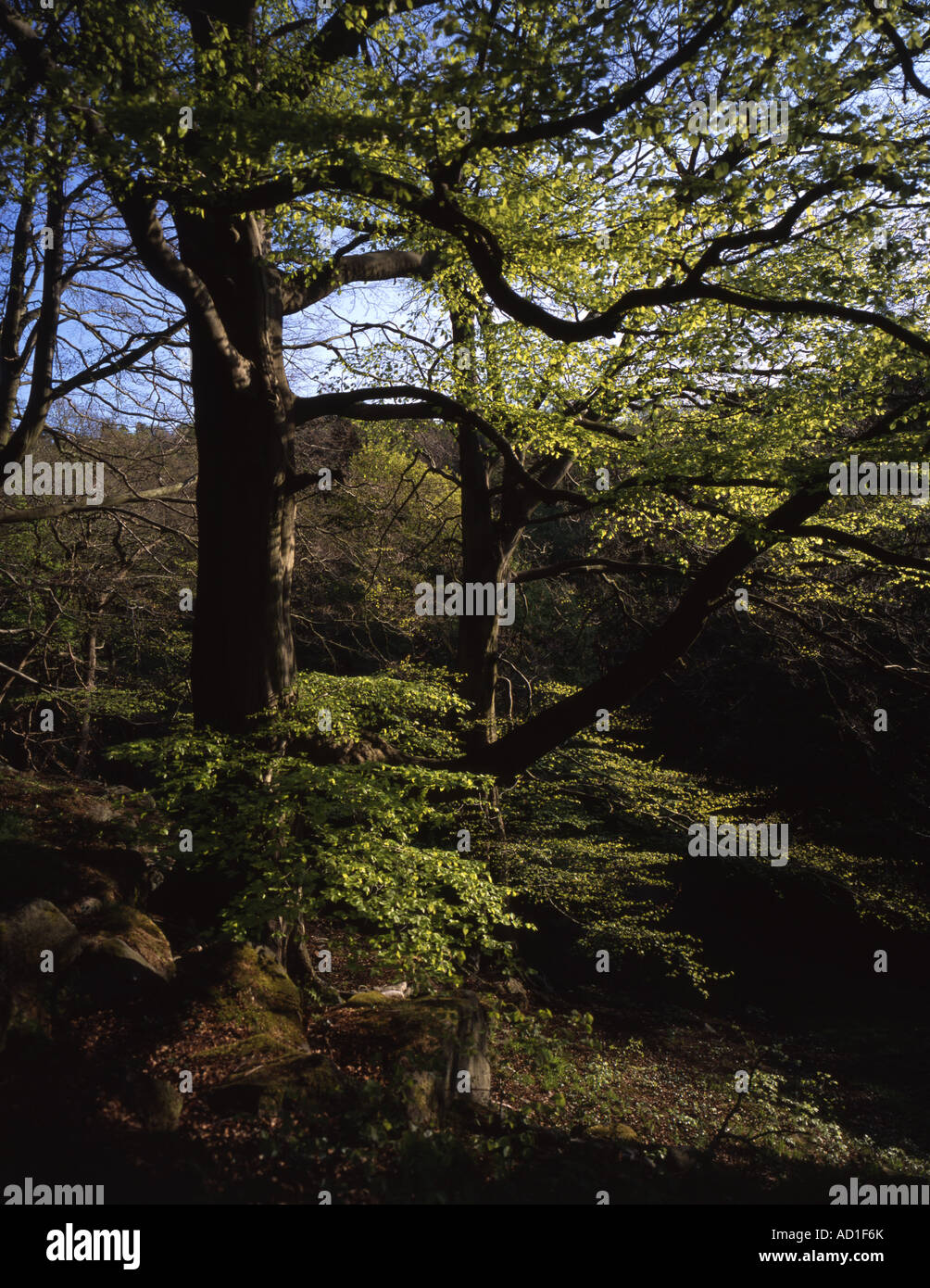 Afternoon sunlight catching Beech Trees coming into leaf in spring ...