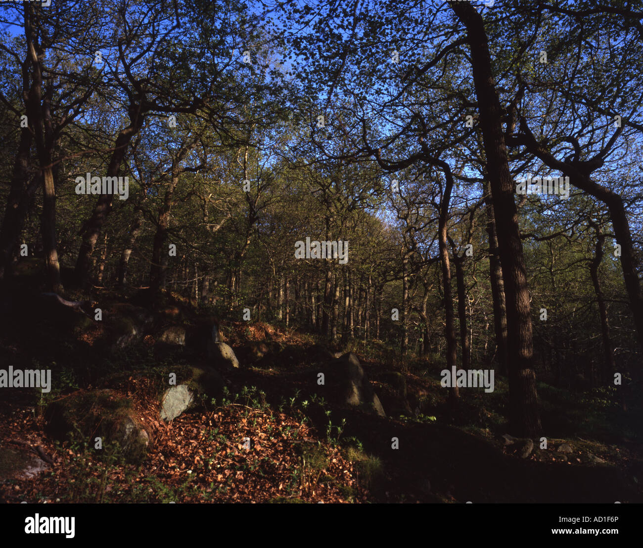 Afternoon sunlight illuminating Oak Trees early spring Padley Wood ...