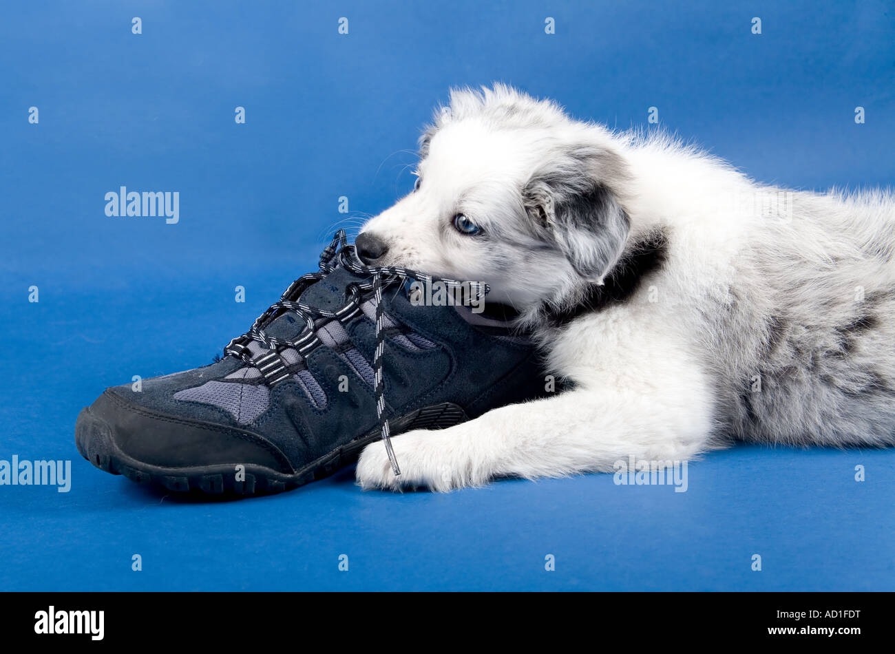 puppy chewing a shoe Stock Photo - Alamy