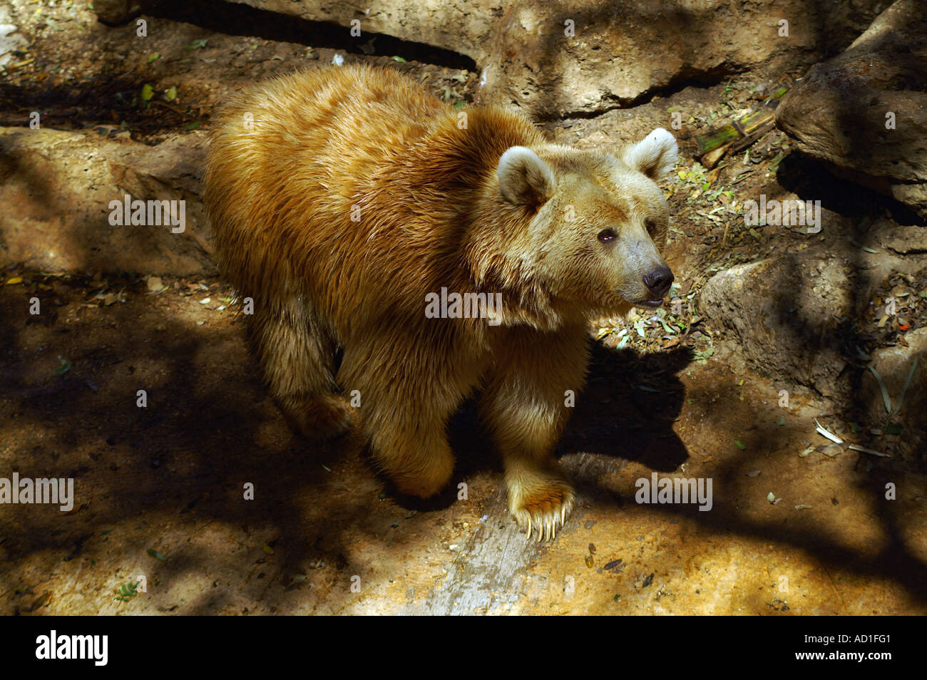 SYRIAN BEAR Ursus arctos syrianus Stock Photo - Alamy