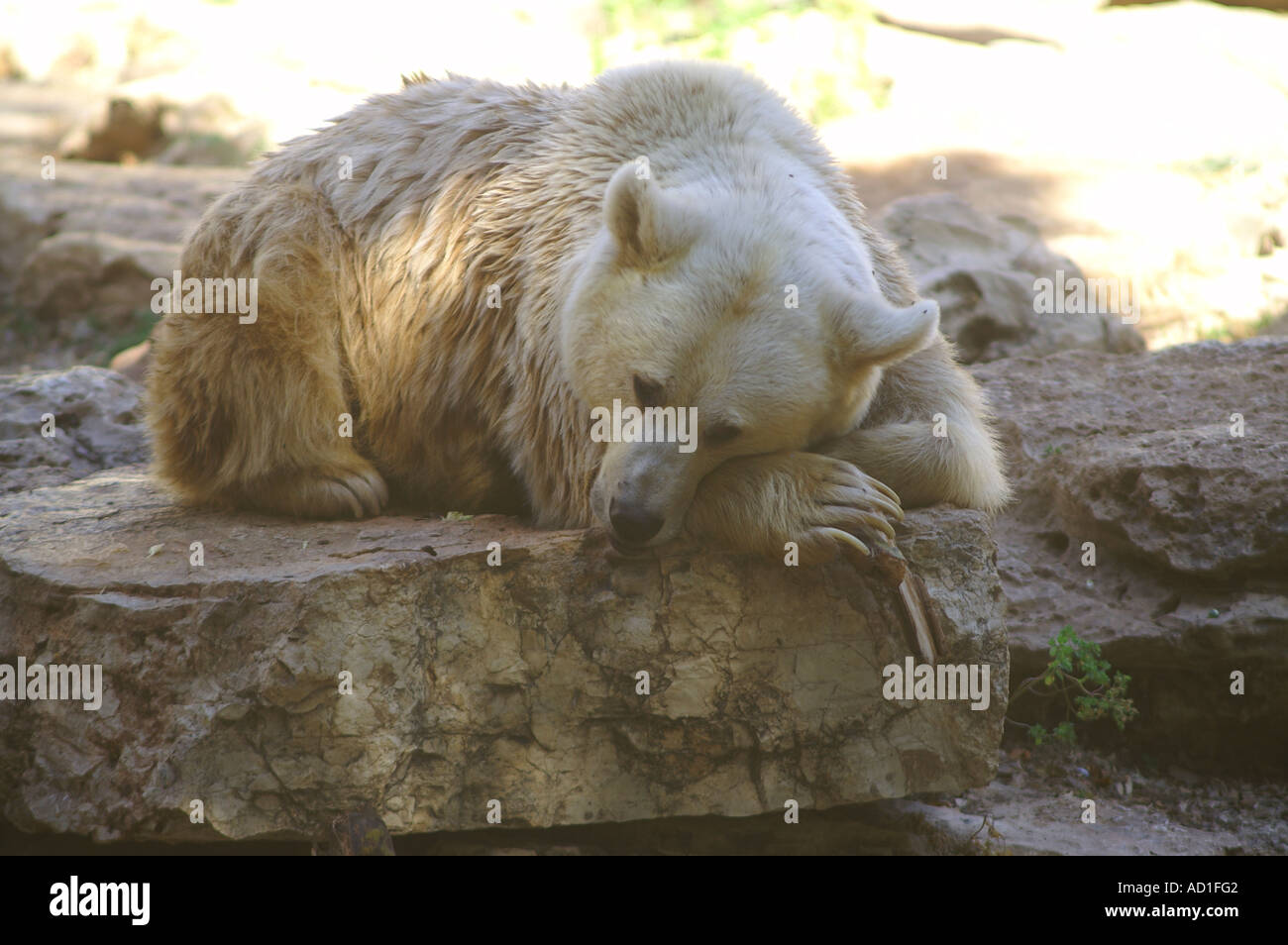 SYRIAN BEAR Ursus arctos syrianus Stock Photo - Alamy