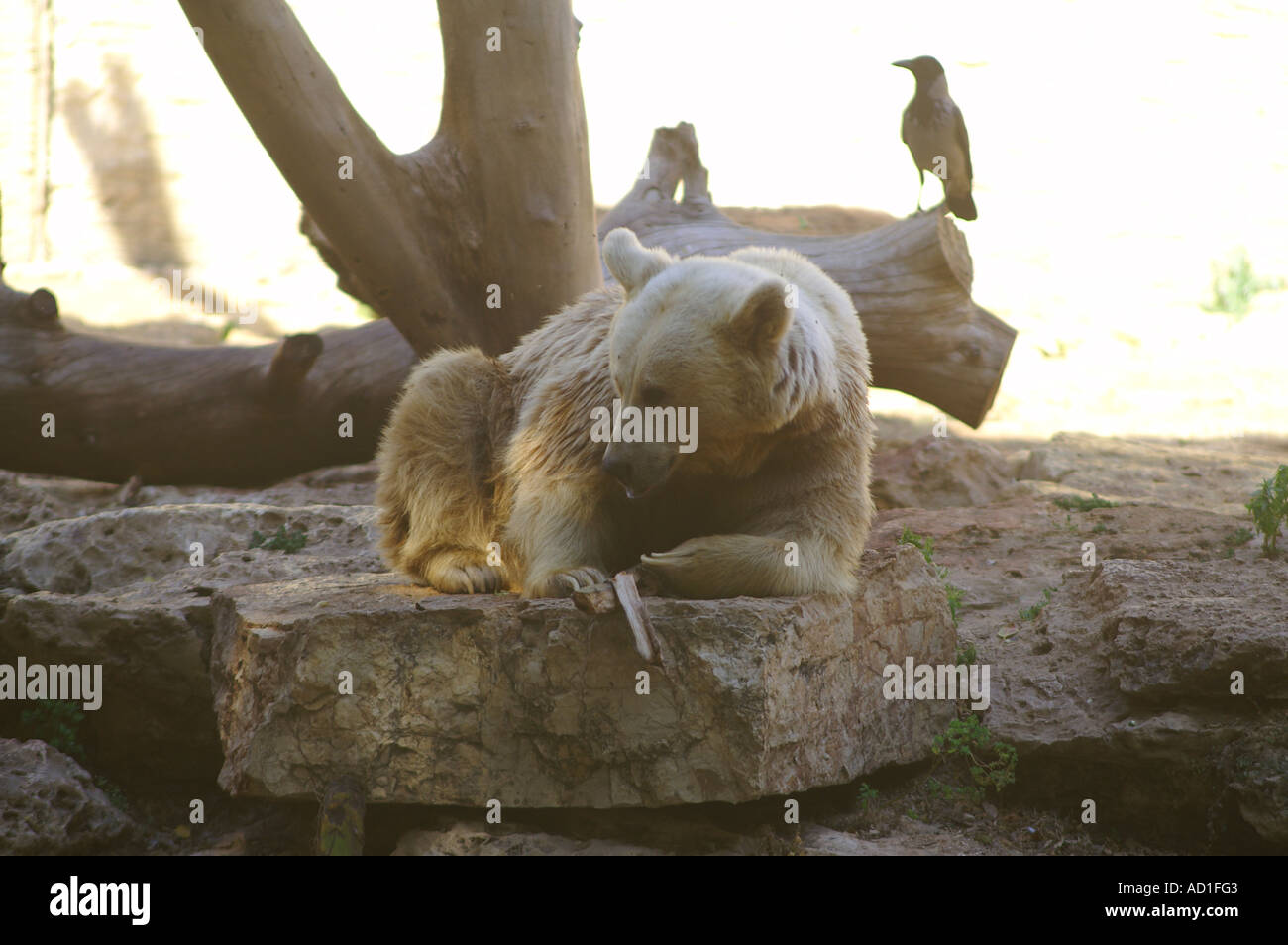 SYRIAN BEAR Ursus arctos syrianus Stock Photo - Alamy