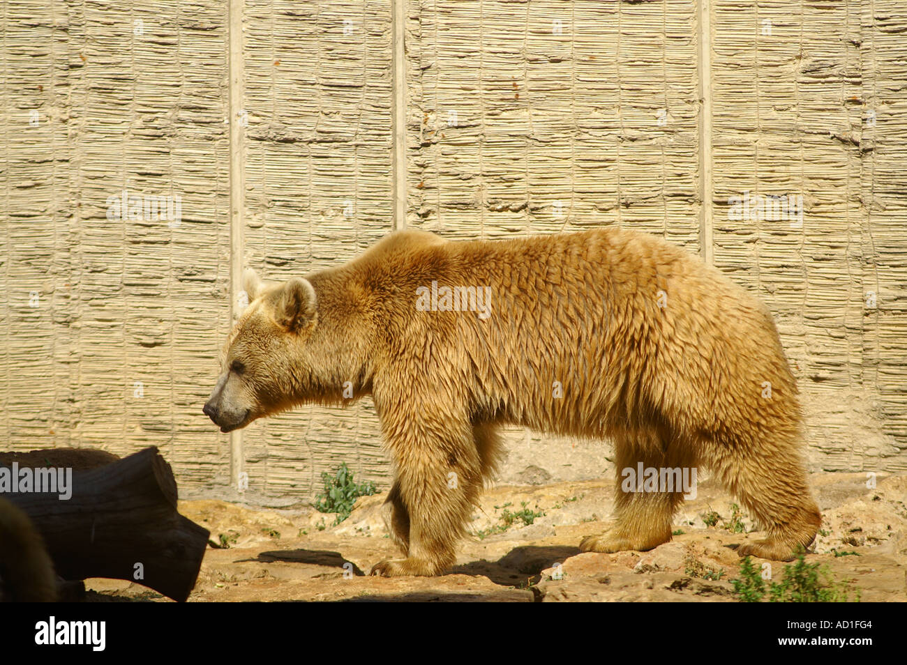 SYRIAN BEAR Ursus arctos syrianus Stock Photo - Alamy