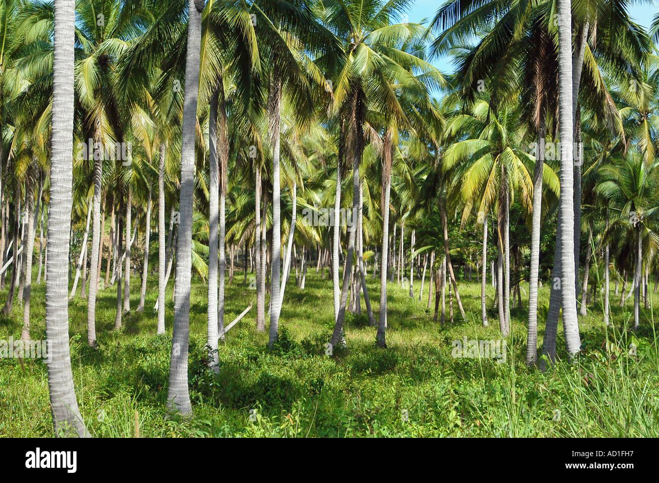 palm tree plantation Ko Samui Thailand Stock Photo - Alamy