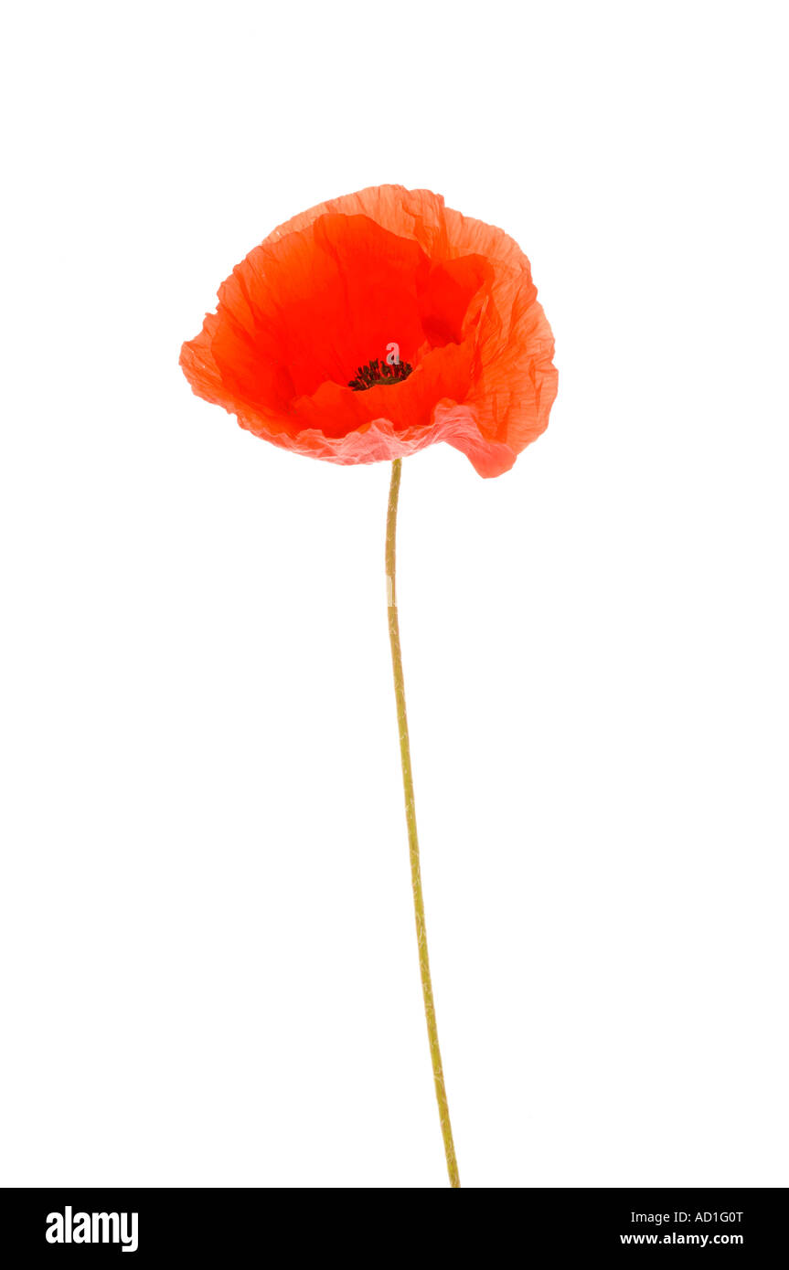 Cultivated poppy Cut Out Stock Images & Pictures - Alamy