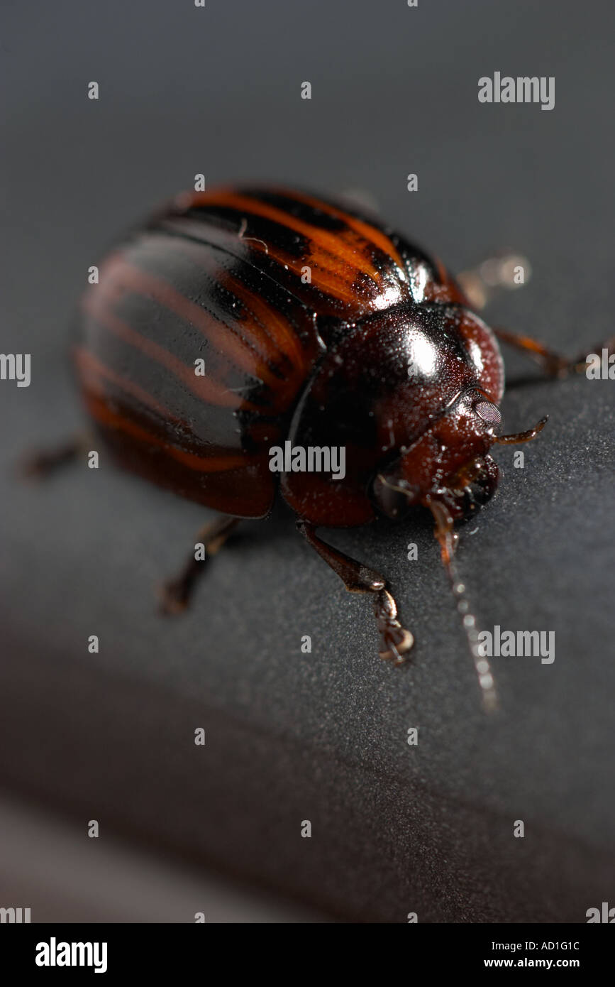 Bug system hi-res stock photography and images - Alamy