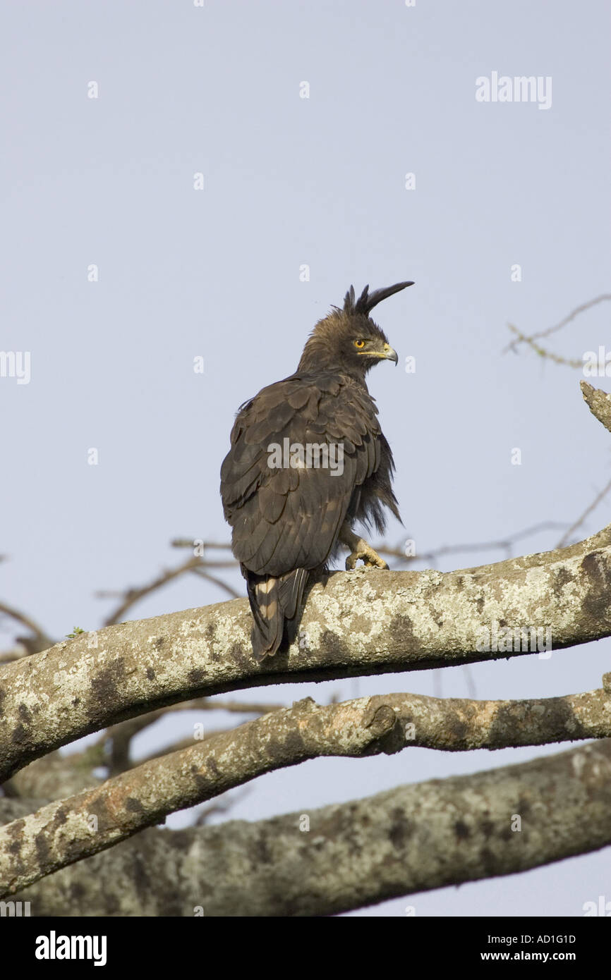 Long crested Eagle Lophaetus occipitalis Serengeti Stock Photo - Alamy