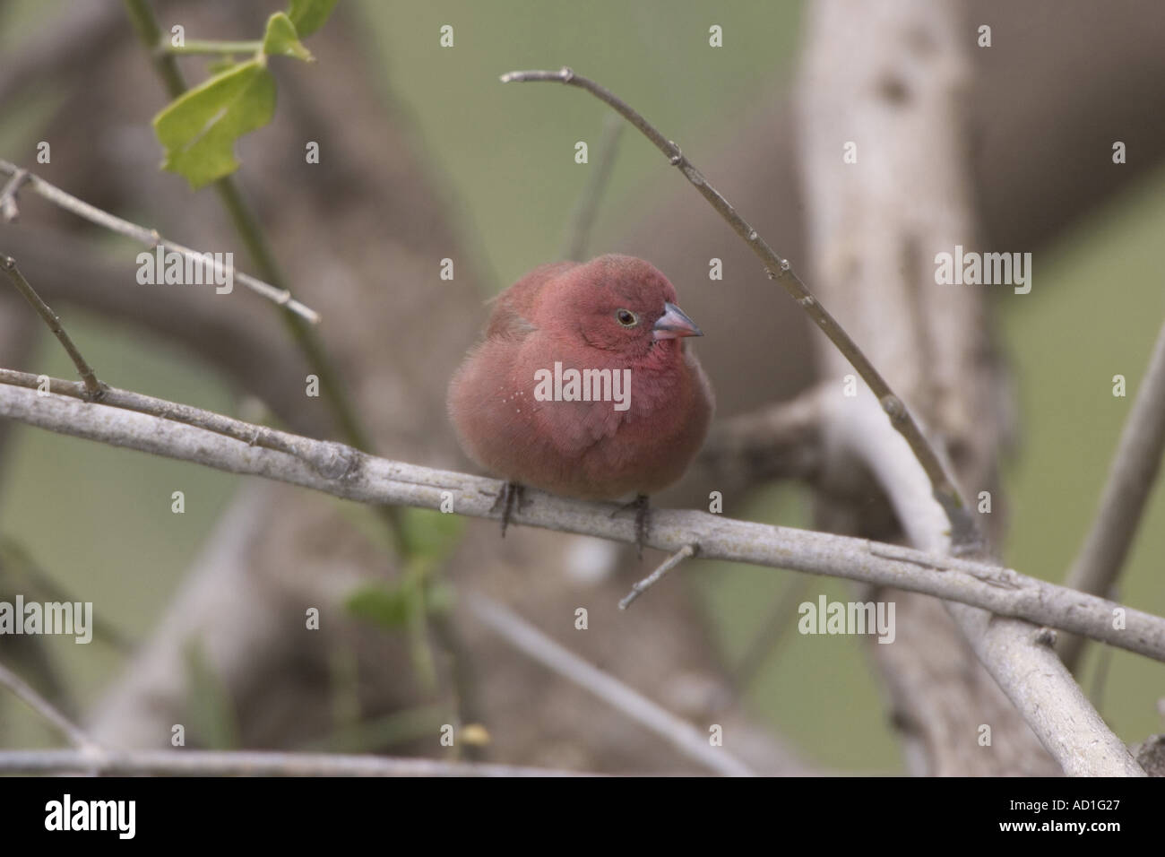 Male red billed firefinch hi-res stock photography and images - Alamy