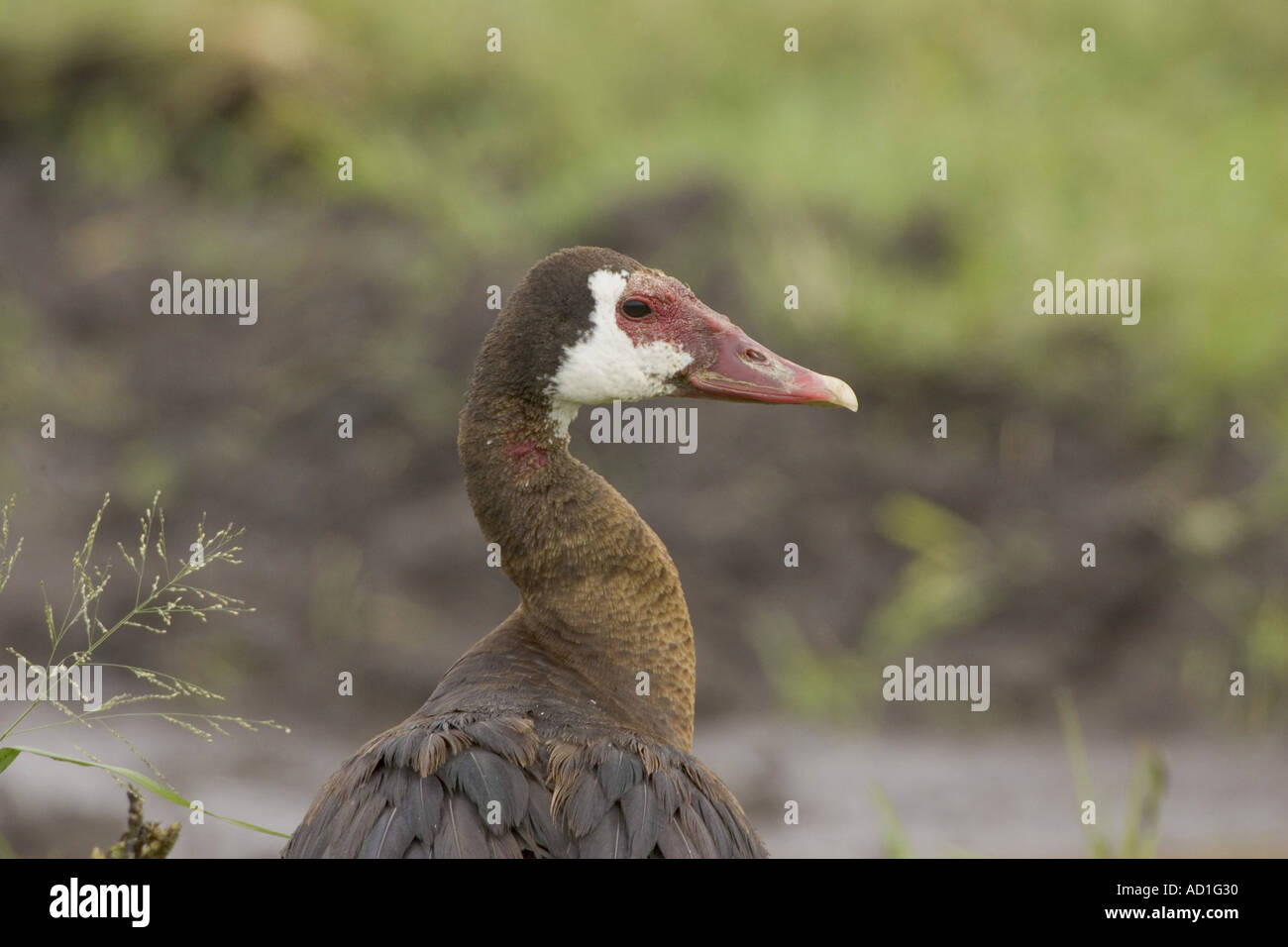 Spur winged Goose Plectropterus gambensis Tanzania Africa Stock Photo ...