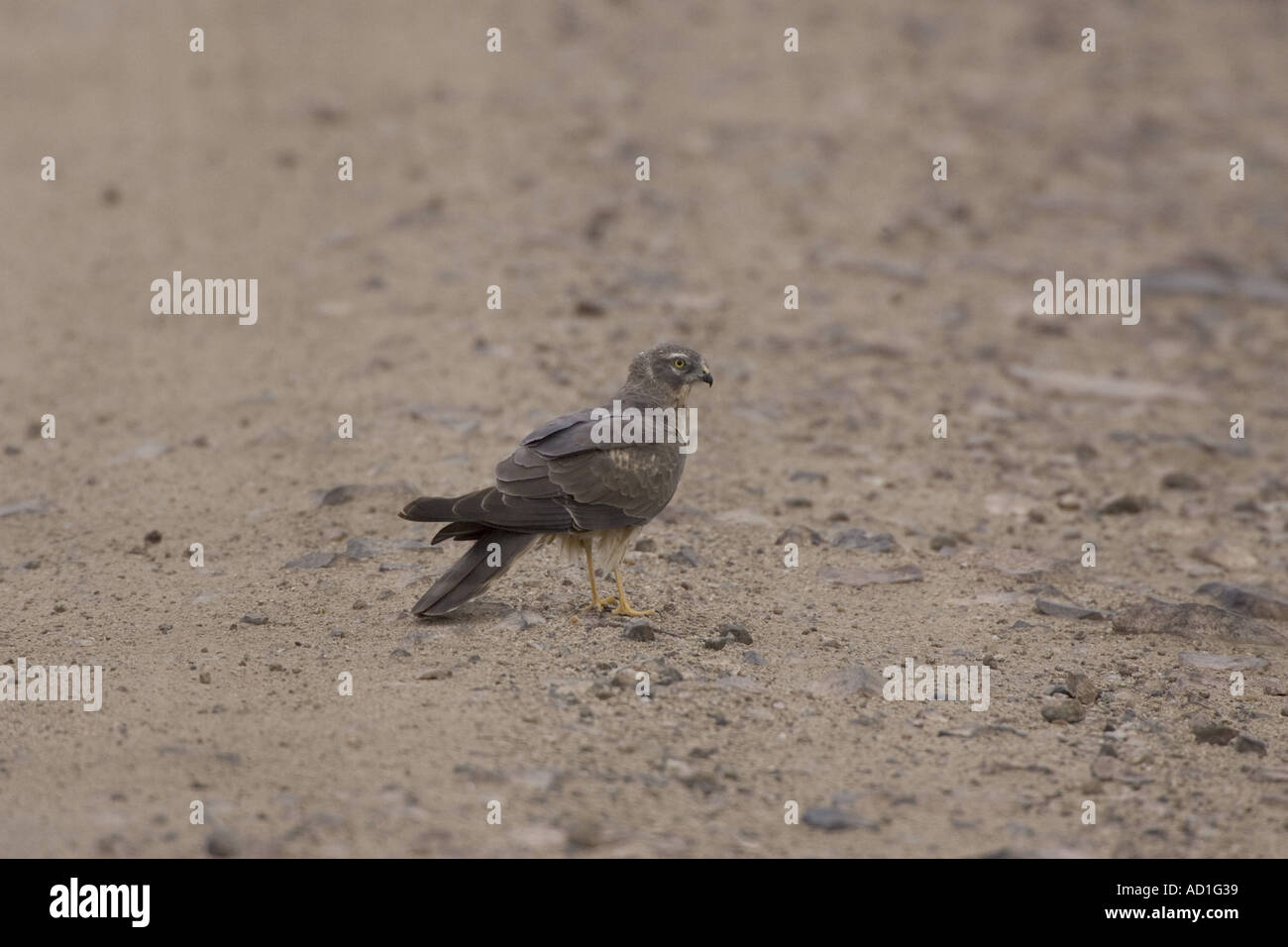 Montagu s harrier hi-res stock photography and images - Alamy