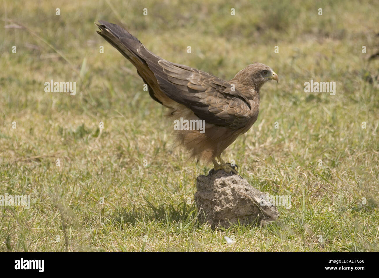 Defecating bird hi-res stock photography and images - Alamy