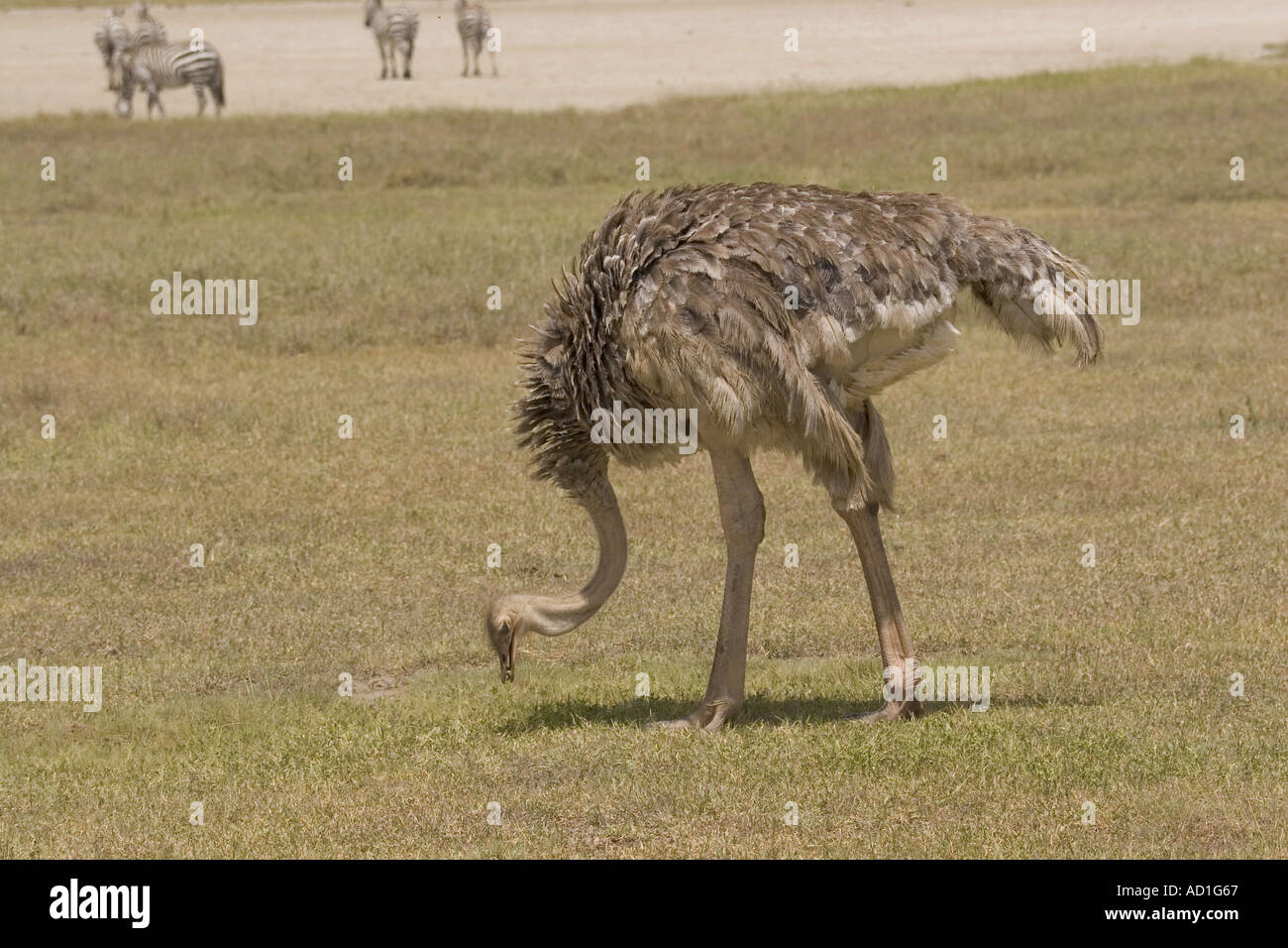 Common Ostrich female Struthio camelus Ngorongoro crater Tanzania Stock ...