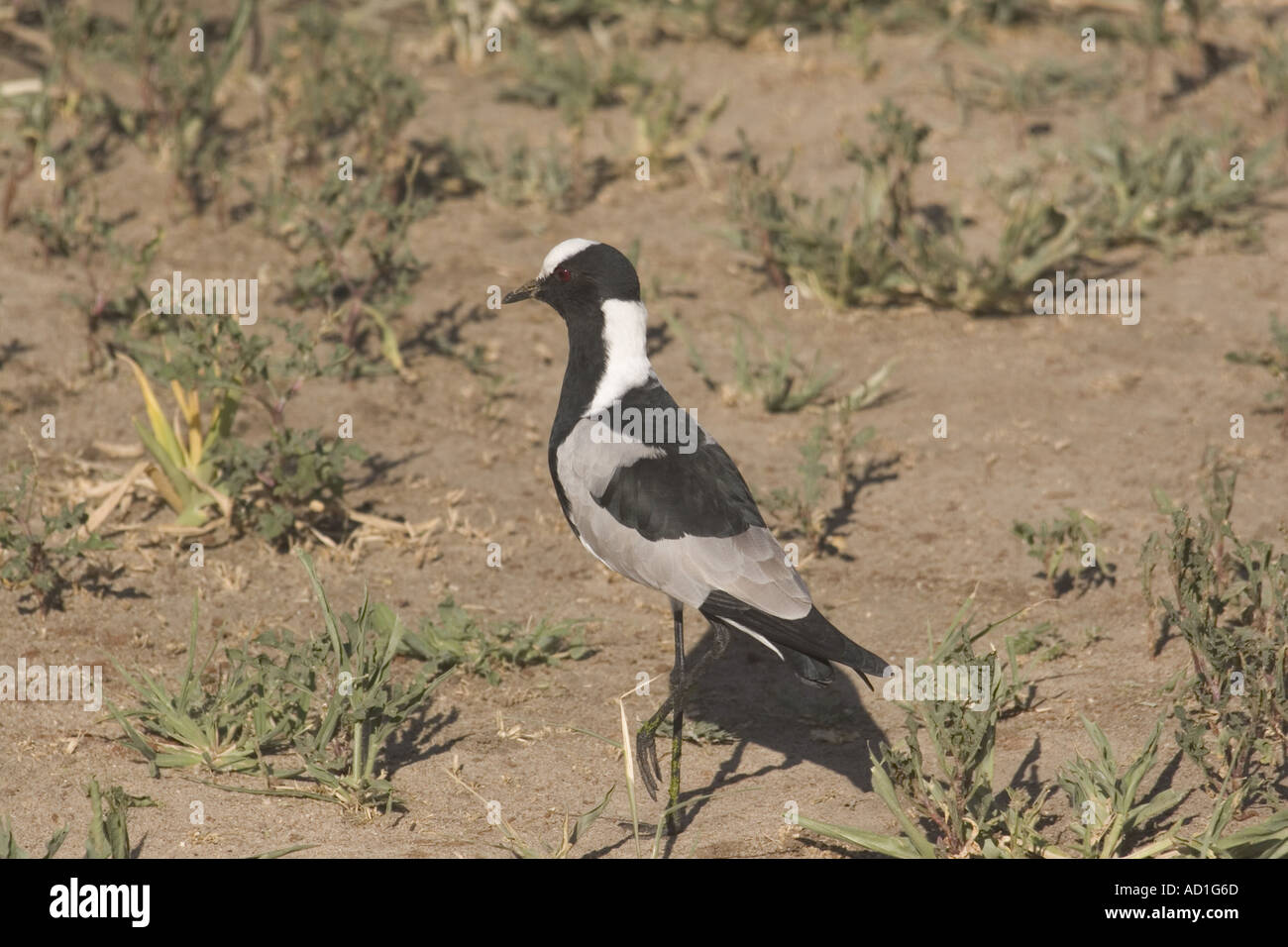 Blacksmith Plover Vanellus armatus Standing Tanzania Stock Photo - Alamy