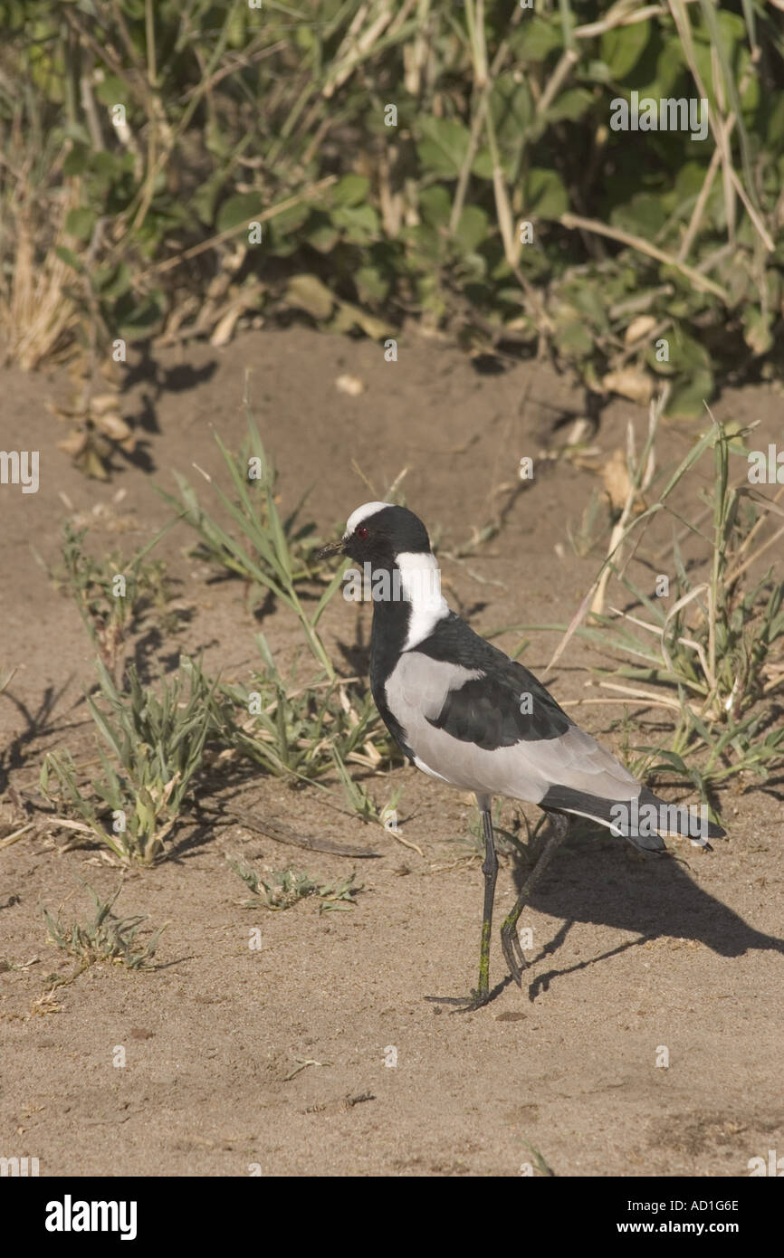 Blacksmith Plover Vanellus armatus Standing Tanzania Stock Photo - Alamy