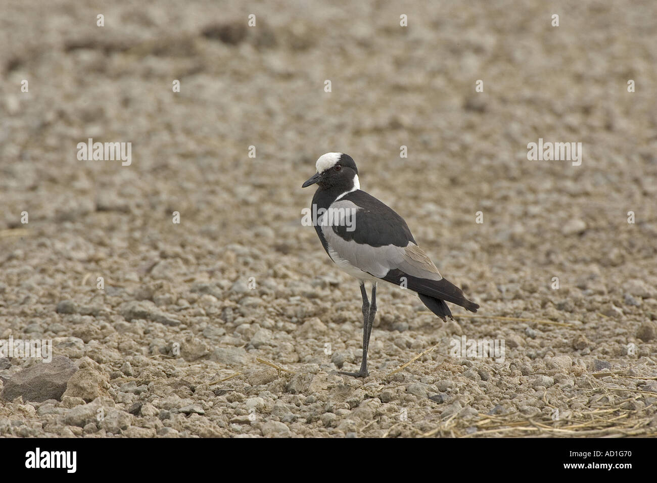 Blacksmith Plover Vanellus armatus Standing Tanzania Stock Photo - Alamy