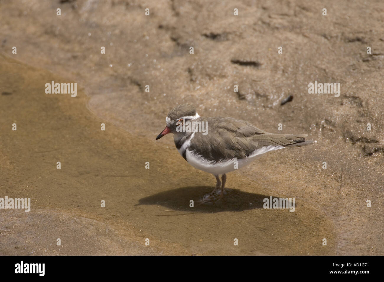 Three banded plovers hi-res stock photography and images - Alamy