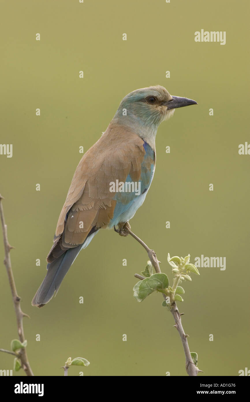 Tanzania rollers High Resolution Stock Photography and Images - Alamy