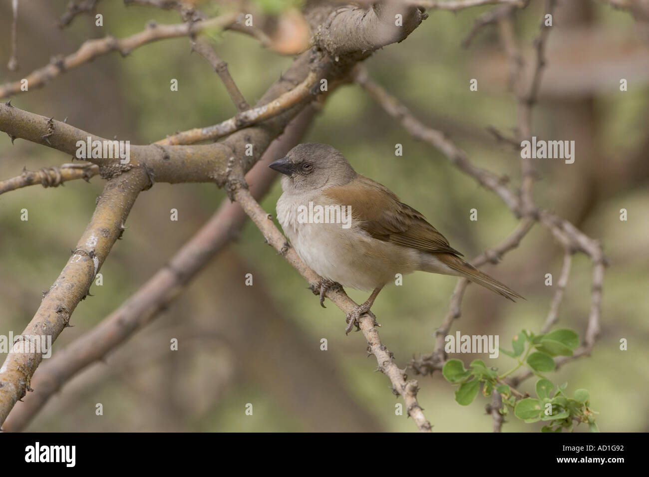 Grey Headed Sparrow Passer Griseus High Resolution Stock Photography ...